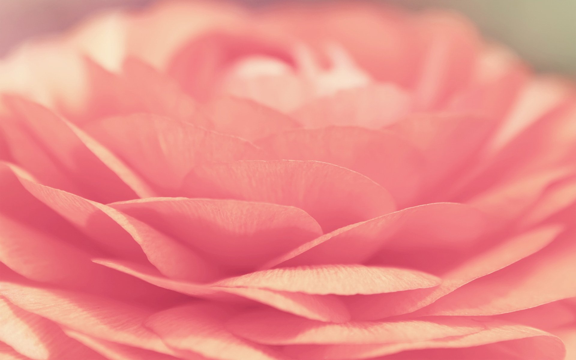 HD Wallpaper of a Pink Rose: Nature's Close-Up Beauty