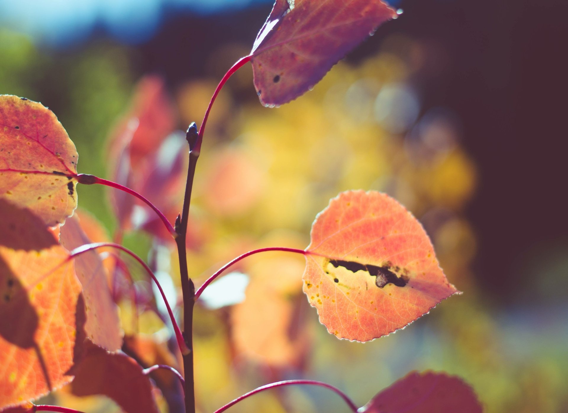 Download Nature Leaf 4k Ultra HD Wallpaper | 3912x2848 | Wallpaper Abyss