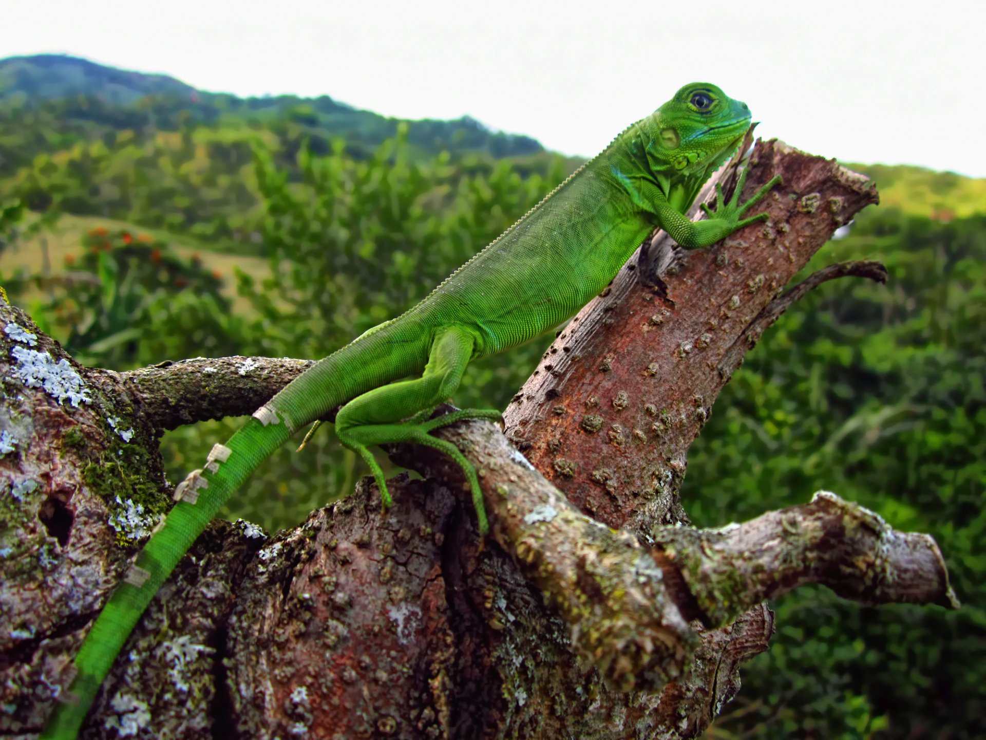Download Animal Iguana HD Wallpaper | 2000x1500 | Wallpaper Abyss