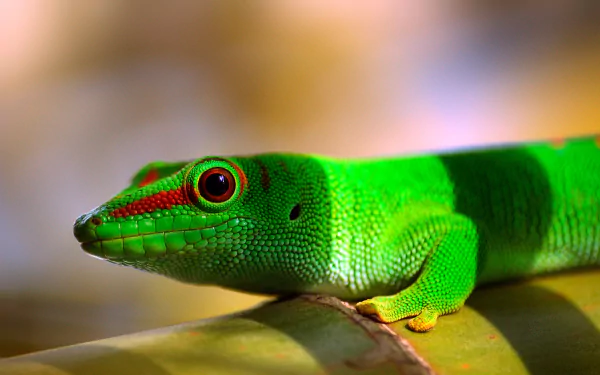 [110+] Lizard 4k Wallpapers