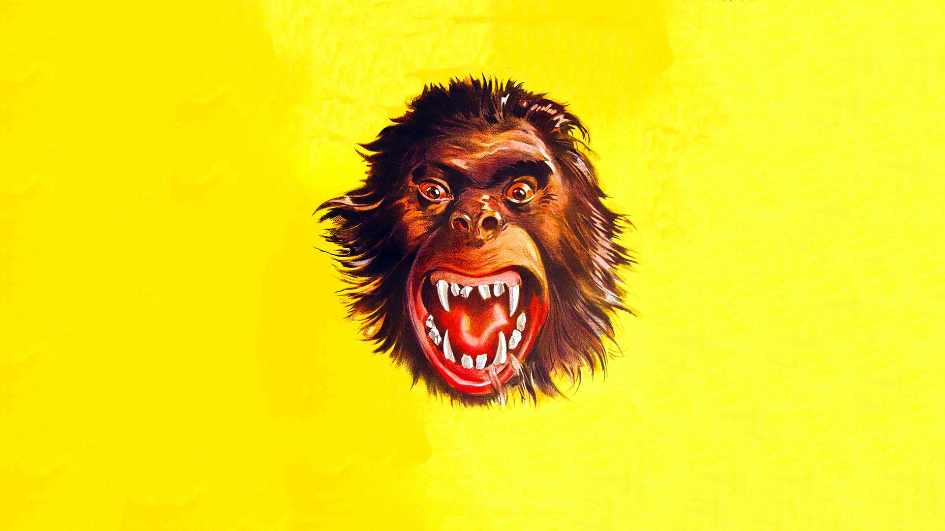 Congorilla HD Wallpaper - Explore the Jungle