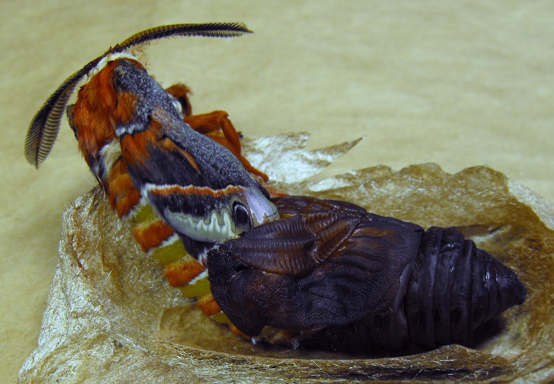 Download Animal Moth HD Wallpaper