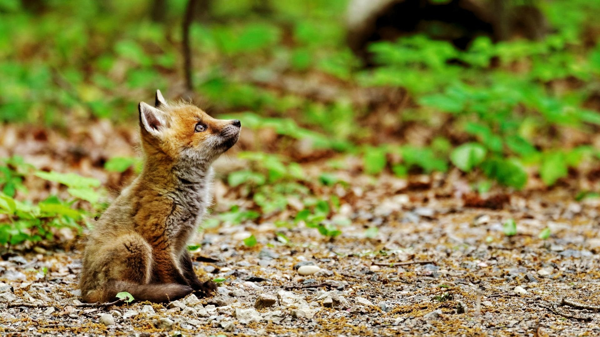 Animal Fox HD Wallpaper