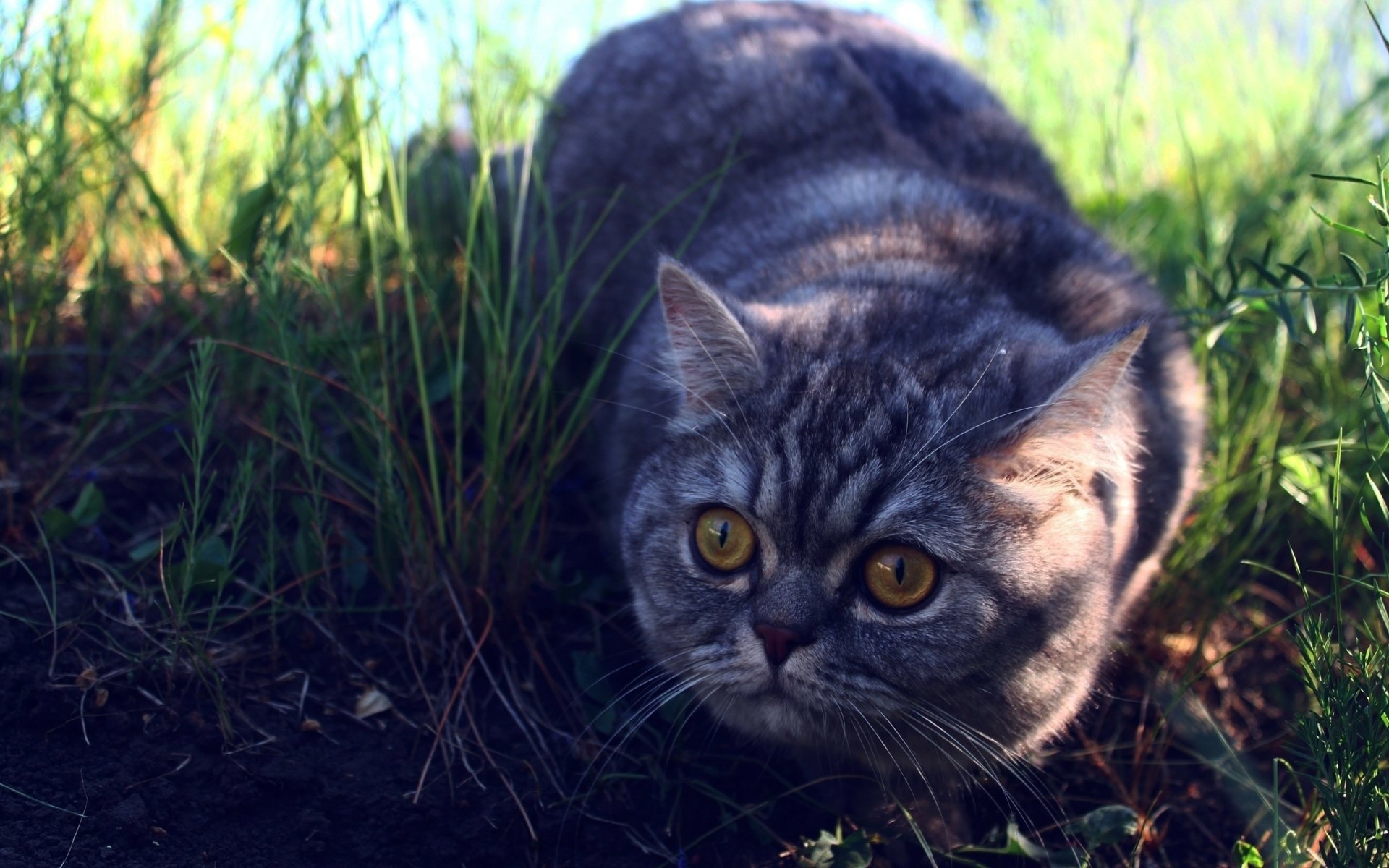 2K Quad HD — Crouching Tabby Cat in Sunlit Grass Wallpaper | 2560x1600 ...