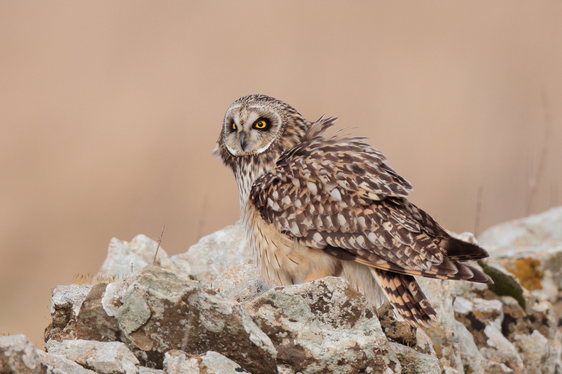 Download Bird Animal Short-eared Owl HD Wallpaper by Hammerchewer