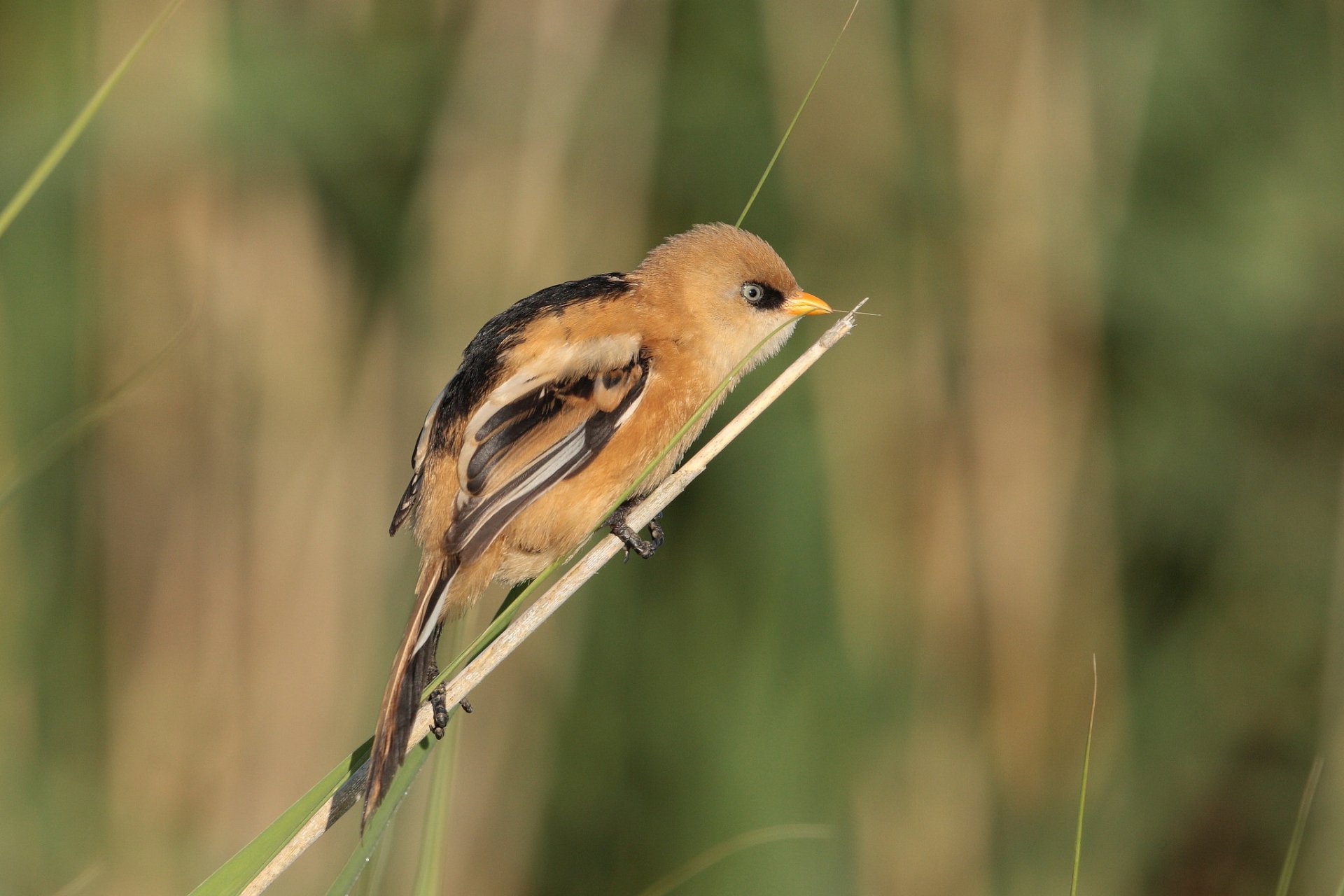 Animal Bearded reedling HD Wallpaper by Hammerchewer