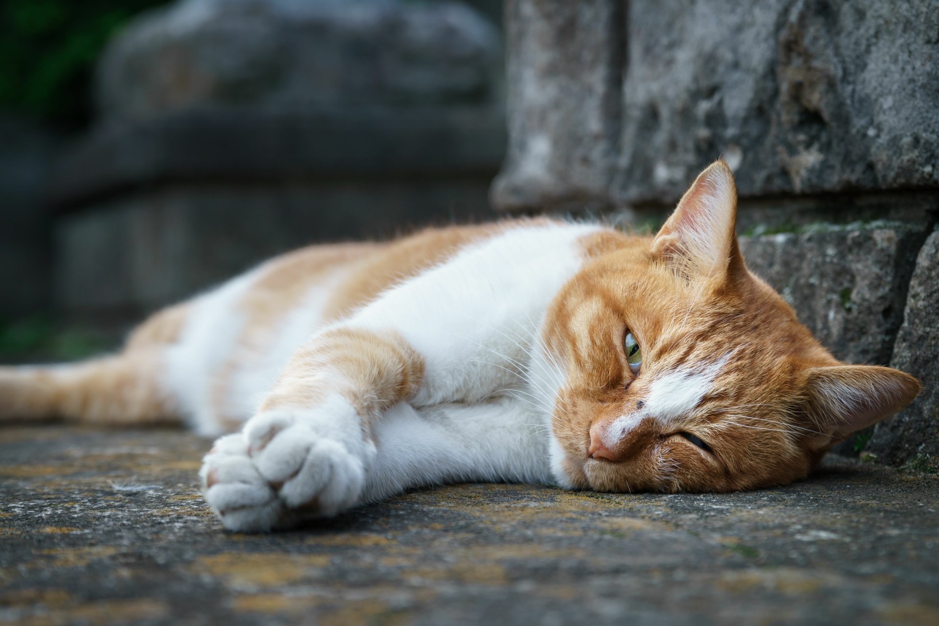 Serene 4K Ultra HD Cat Resting Amid Stone Walls | 5373x3582 | Wallpaper ...