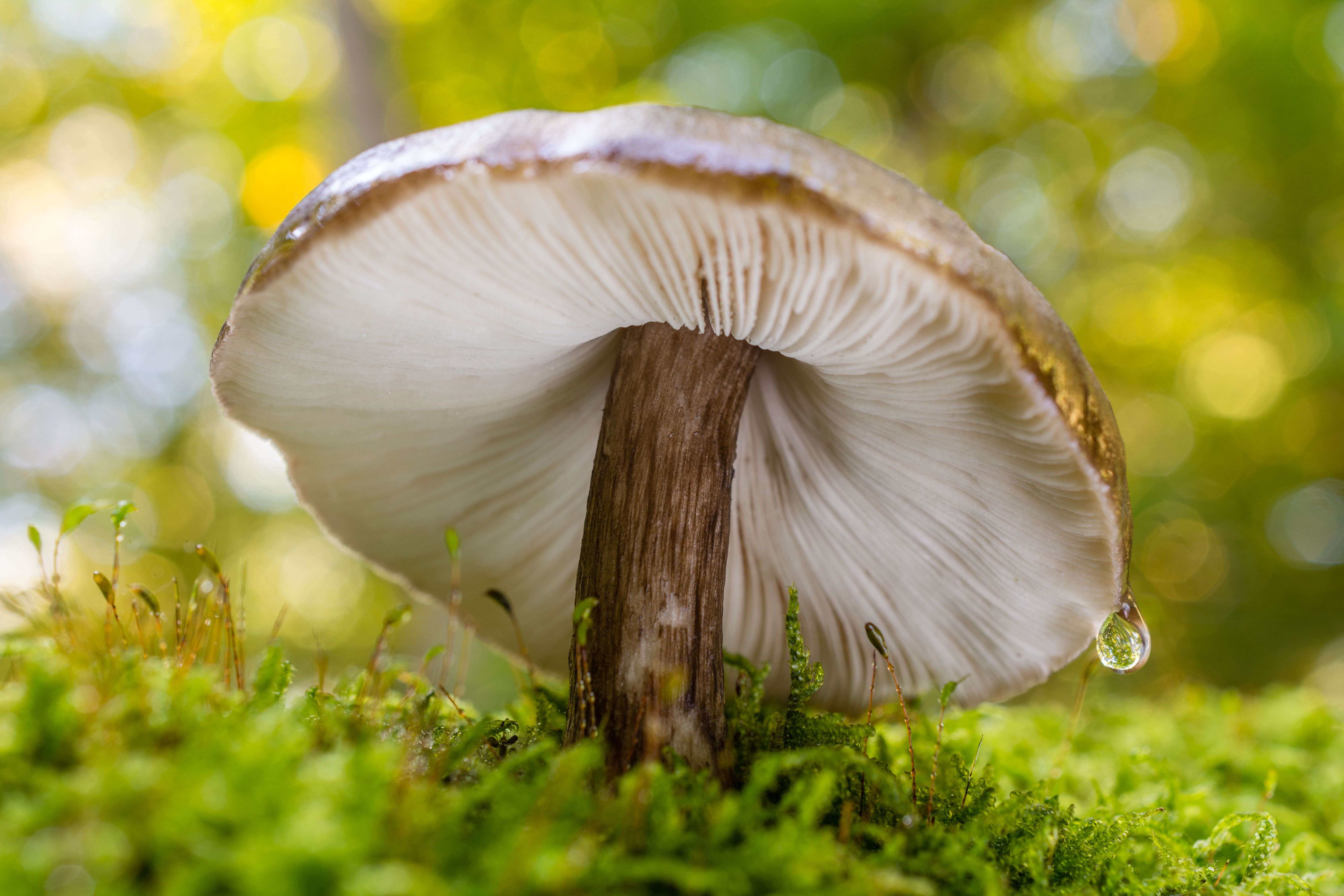 Nature Mushroom 4k Ultra HD Wallpaper