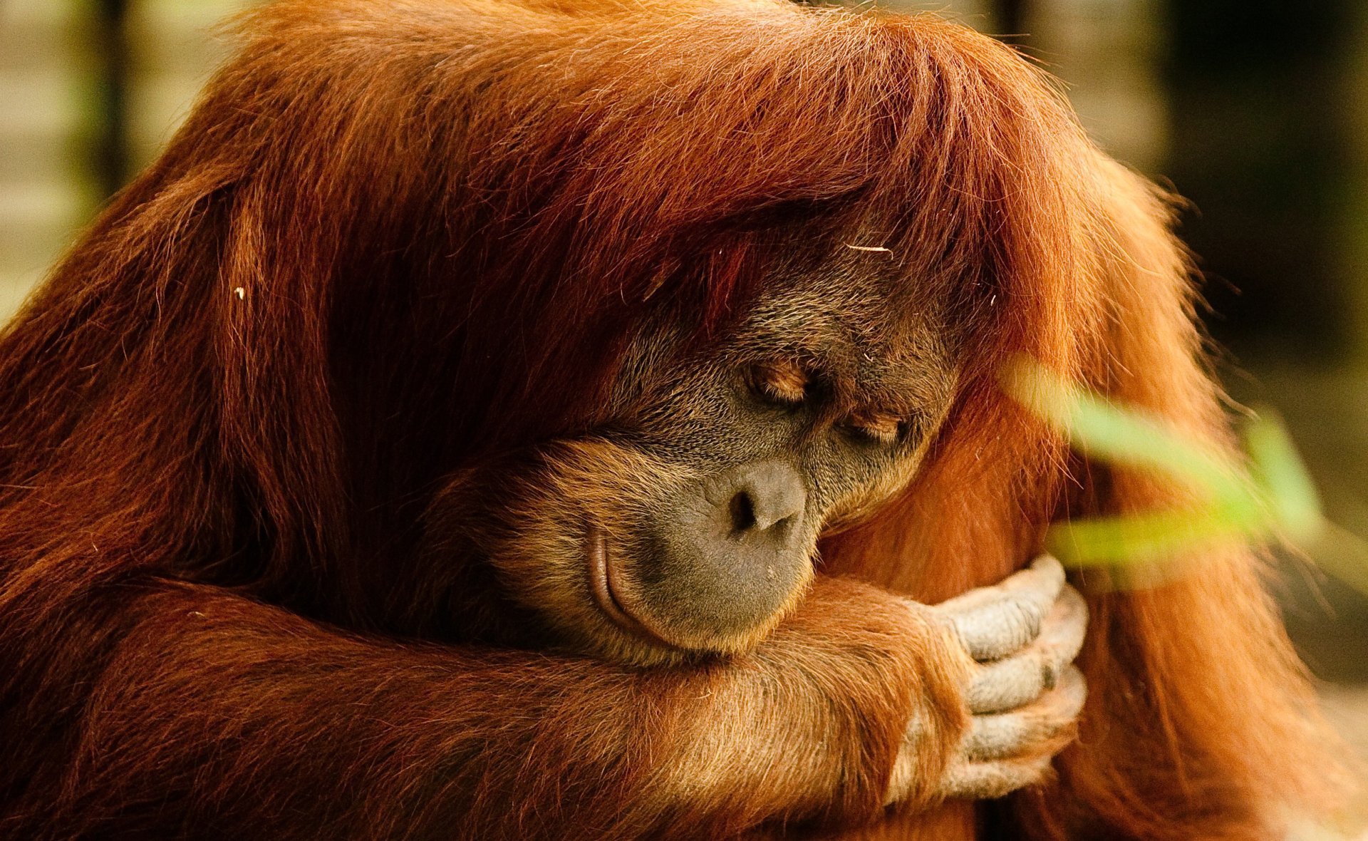 Orangutan Full Hd Wallpapers