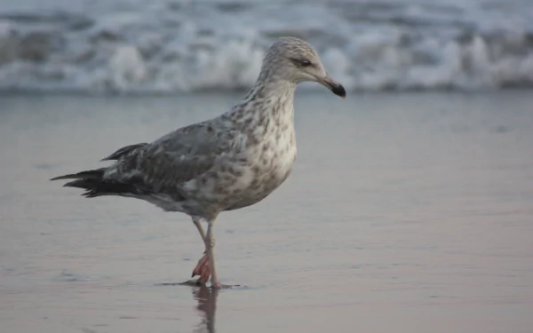 [40+] Seagull 4k Wallpapers