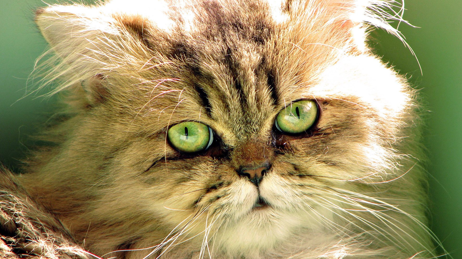 Animal Cat HD Wallpaper