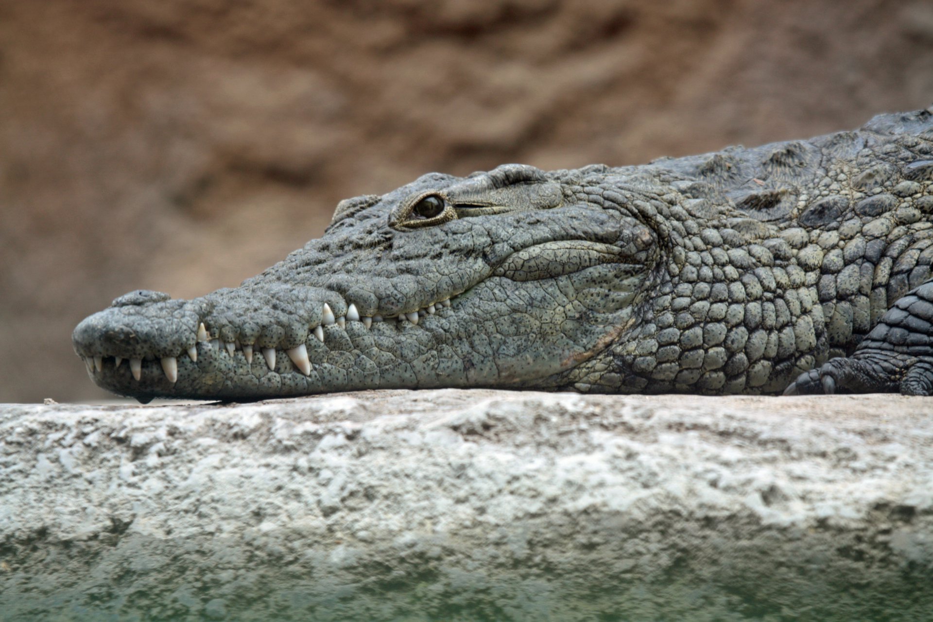 Download Animal Crocodile 4k Ultra HD Wallpaper