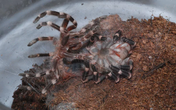 Tarantula 4k Wallpapers