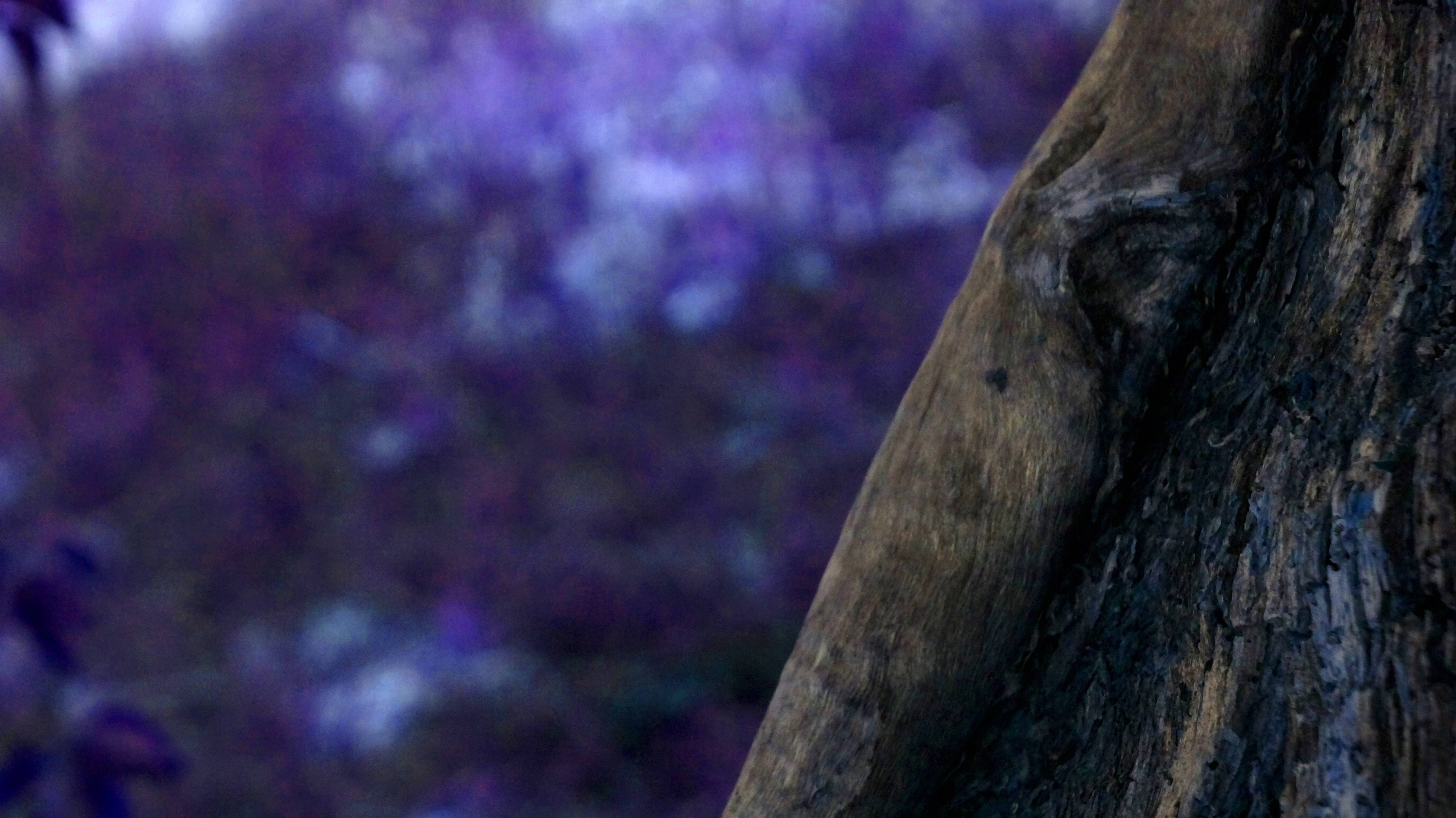 Download Nature Tree 4k Ultra HD Wallpaper