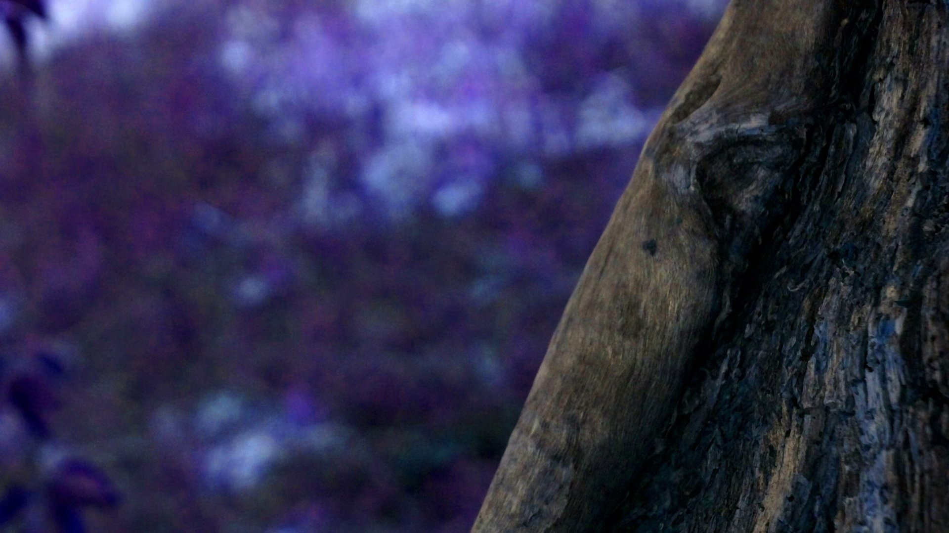 Download Nature Tree 4k Ultra HD Wallpaper