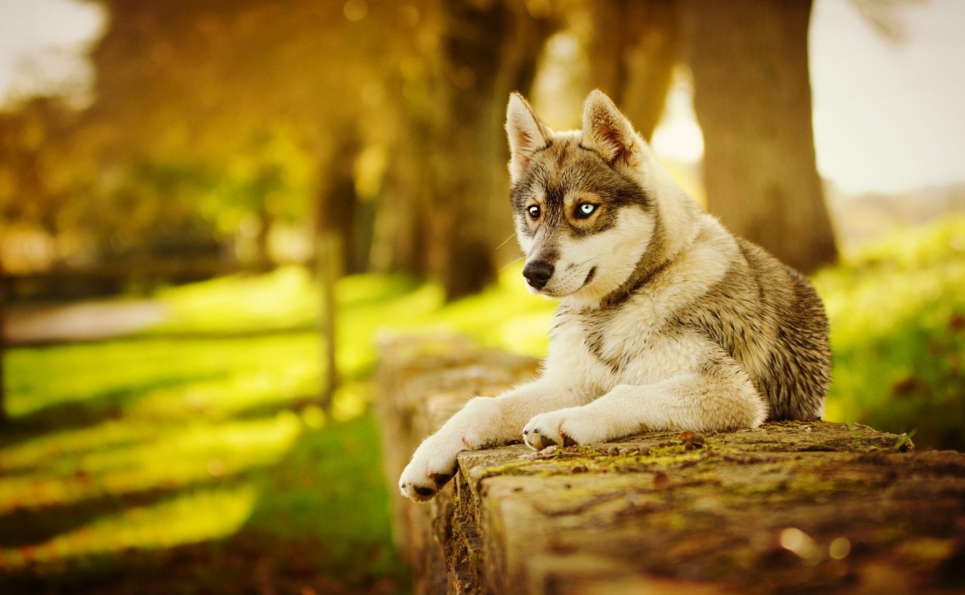 Animal Husky HD Wallpaper