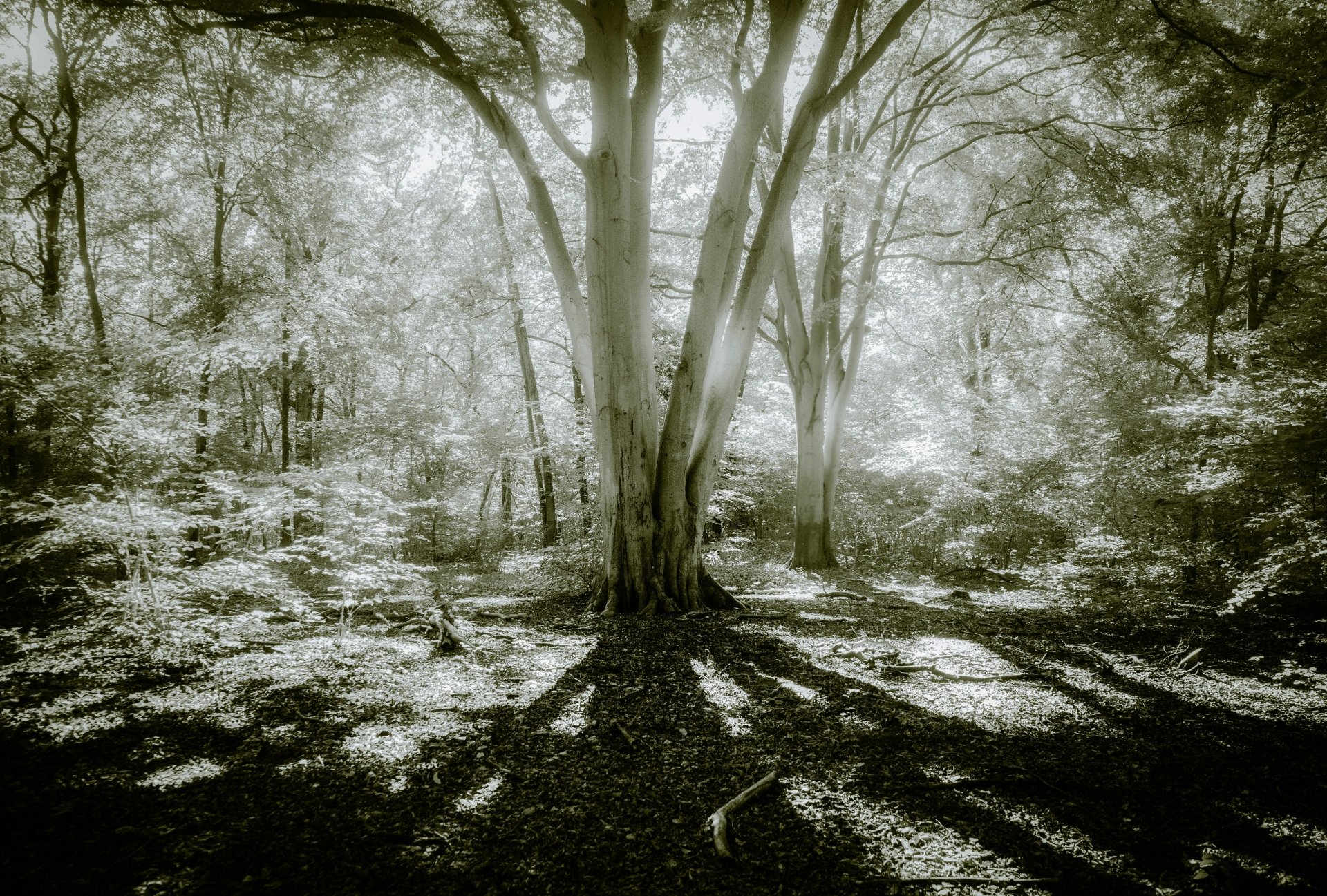 Serene Forest Light - 4K Ultra HD Wallpaper | 5794x3915 | Wallpaper Abyss