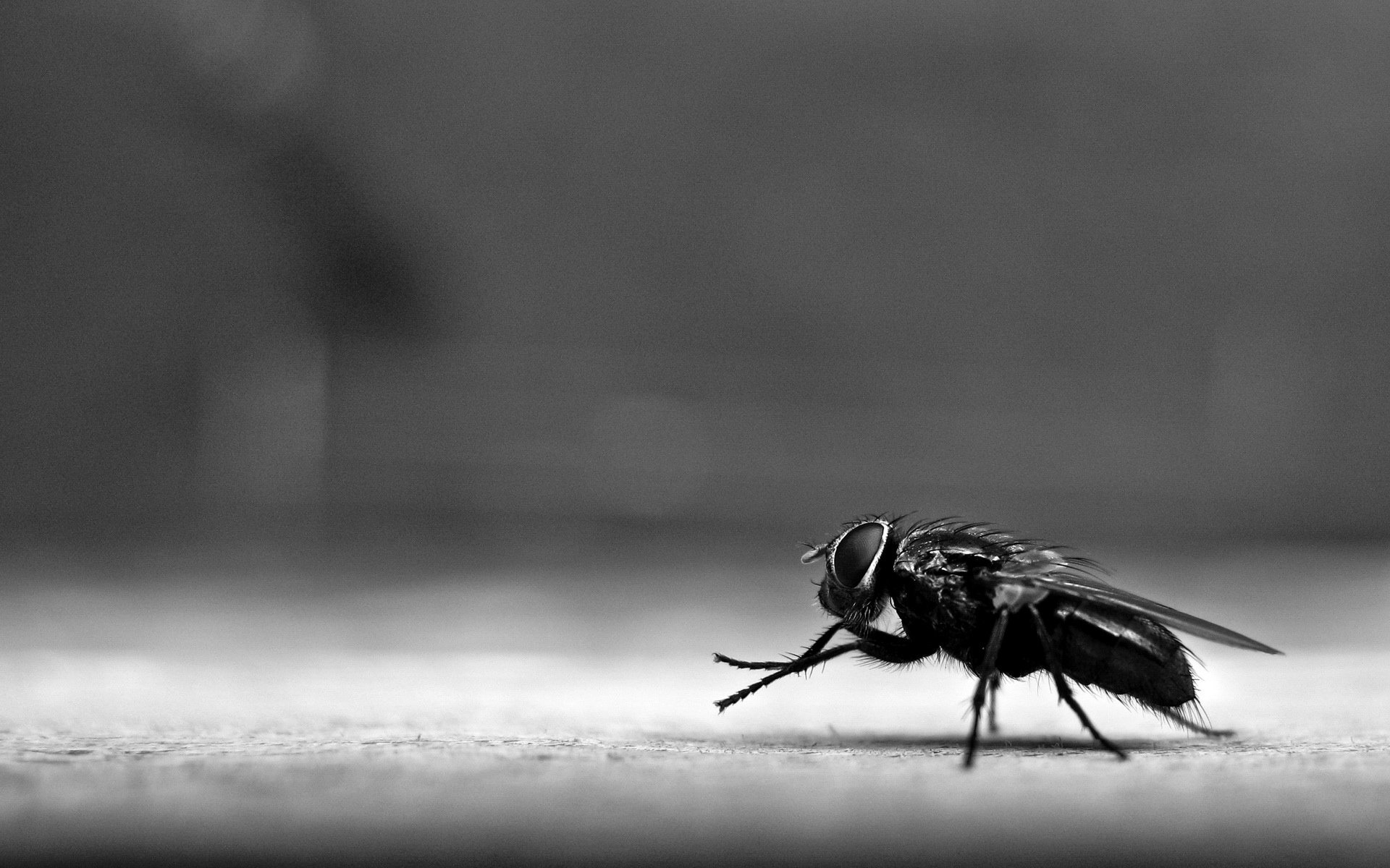 Download Animal Fly HD Wallpaper | 1920x1200 | Wallpaper Abyss