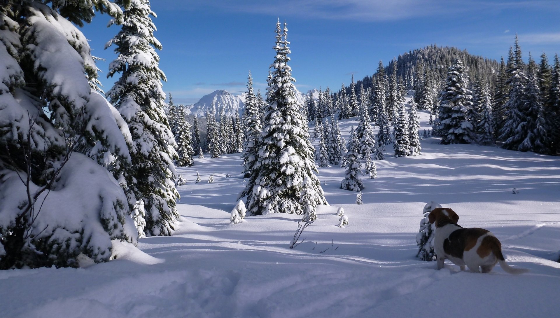 Winter Wonderland: Beagle in a Snowy Canadian Landscape - HD Wallpaper ...