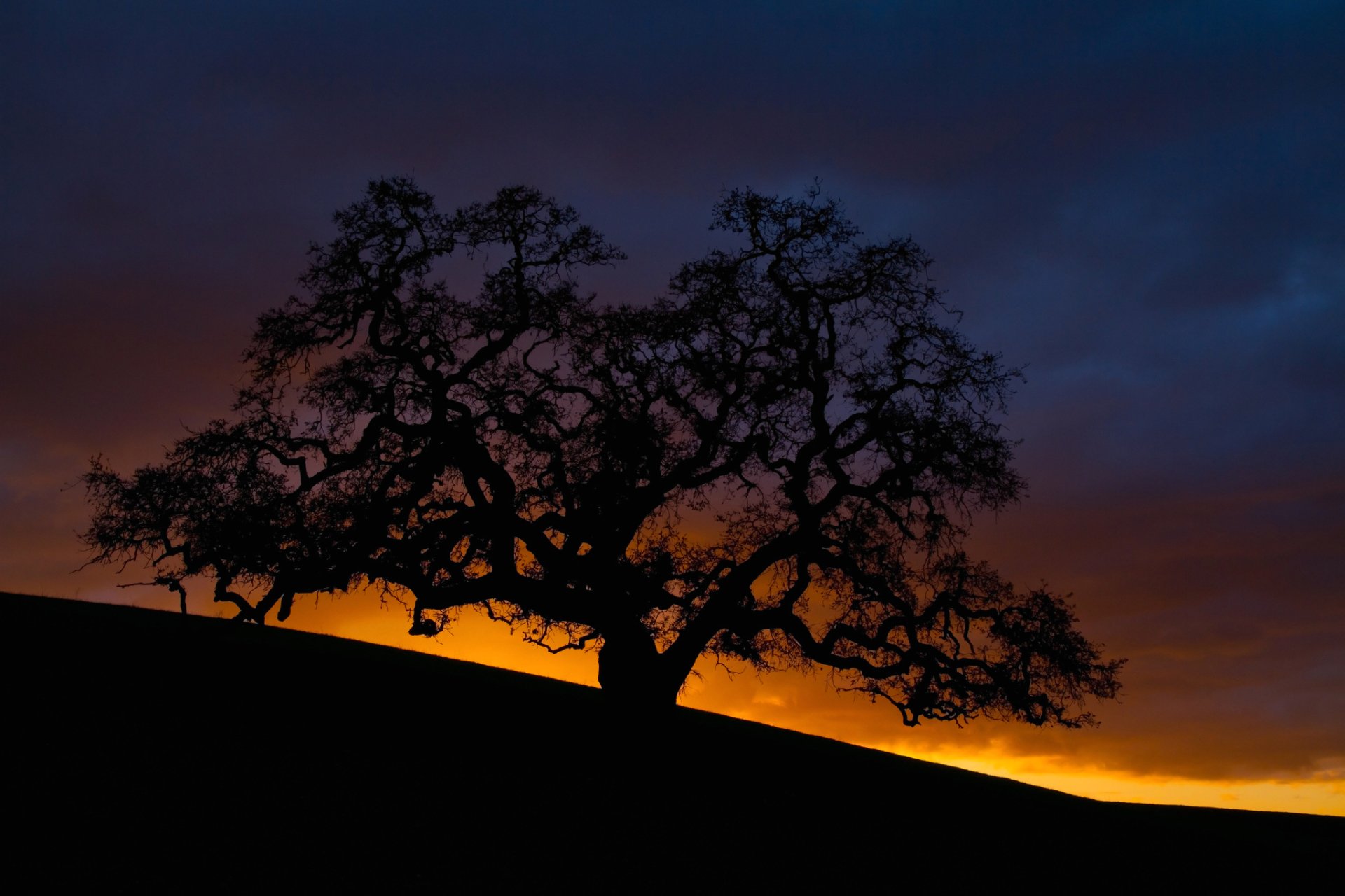 Download Orange (Color) Black Tree Nature Sunset HD Wallpaper