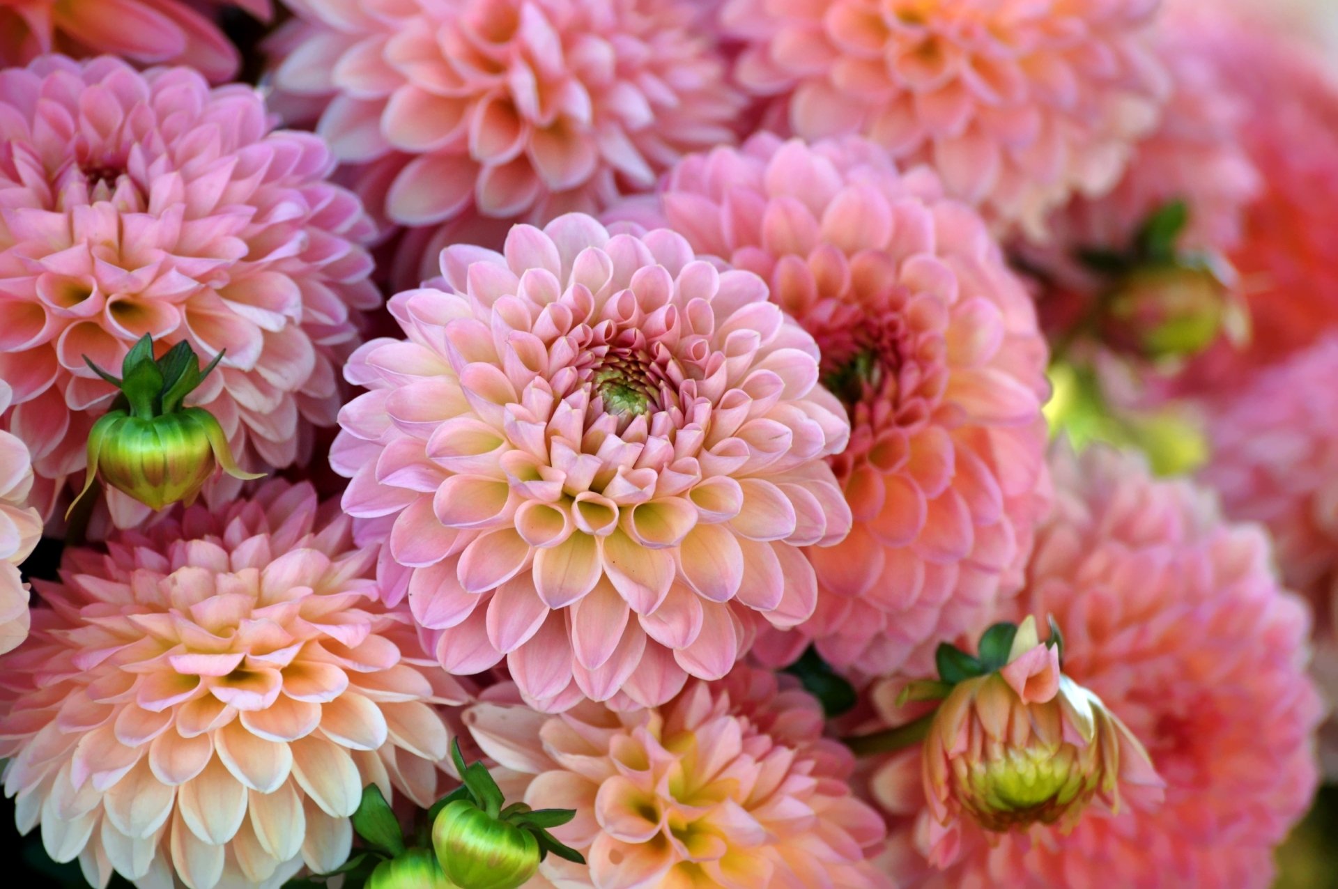 Download Close-up Pink Flower Flower Nature Dahlia HD Wallpaper ...