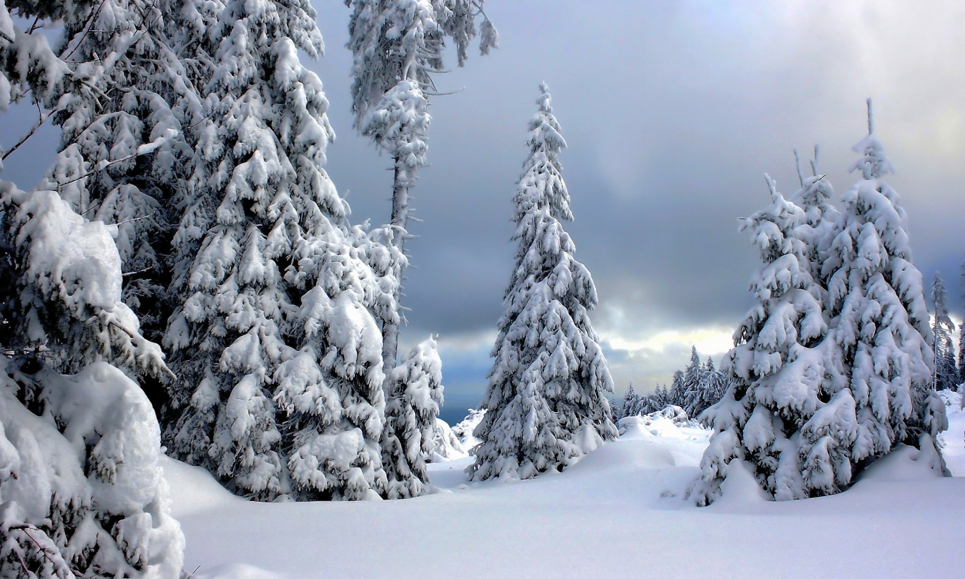 Download Tree Snow Forest Nature Winter HD Wallpaper