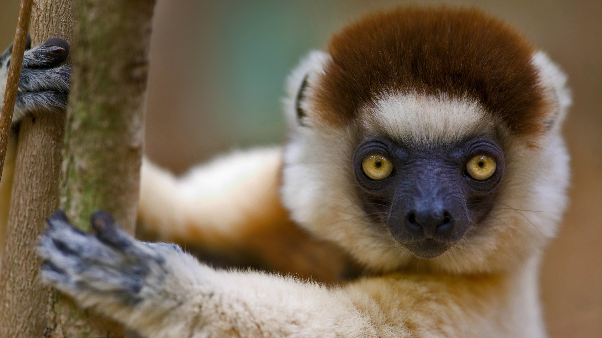 Download Monkey Animal Lemur HD Wallpaper