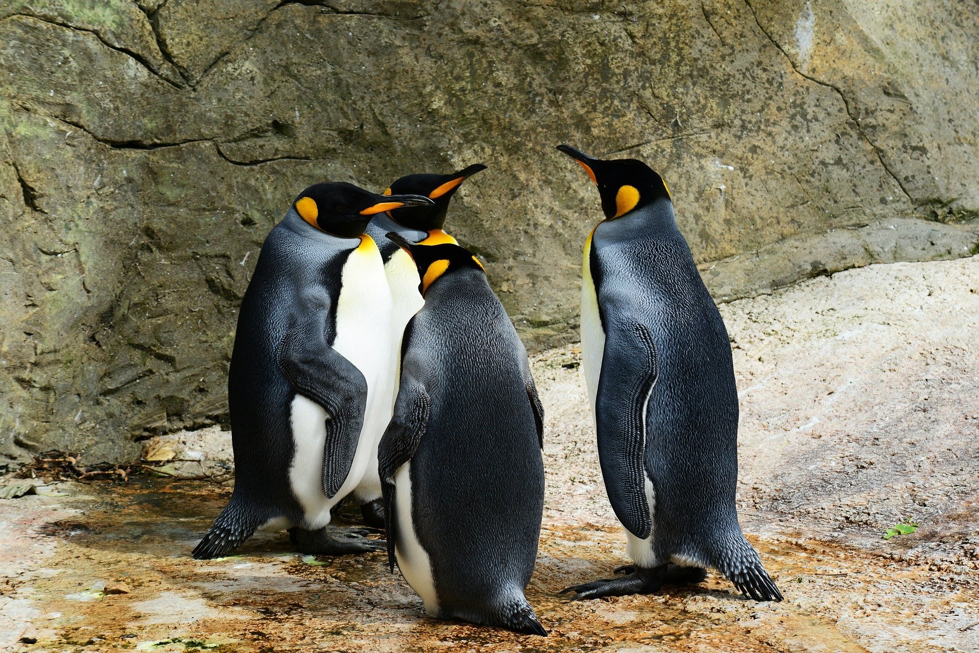 Download King Penguin Animal Penguin HD Wallpaper by PollyDot