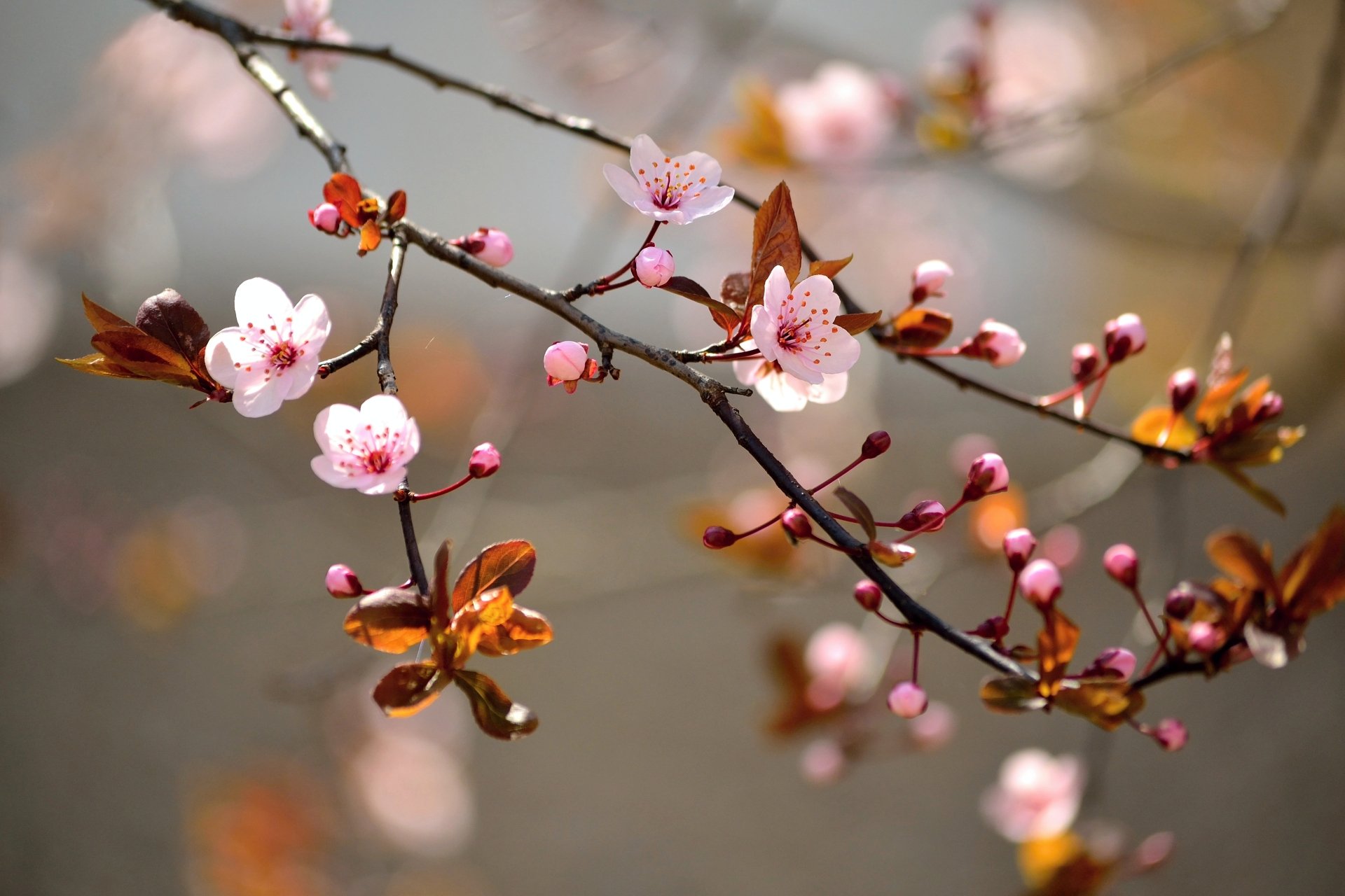8K Ultra HD Blossom Depth: Nature’s Delicate Branch in Vivid Focus