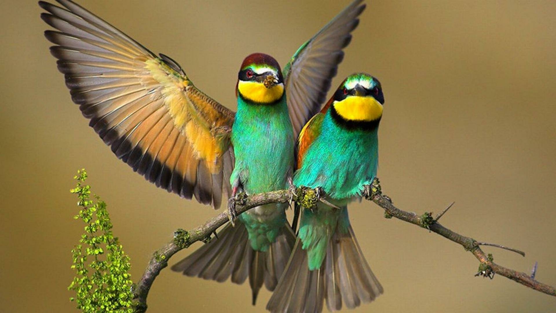 Colorful Bee-Eaters on Branch – Vibrant HD Wildlife Wallpaper ...