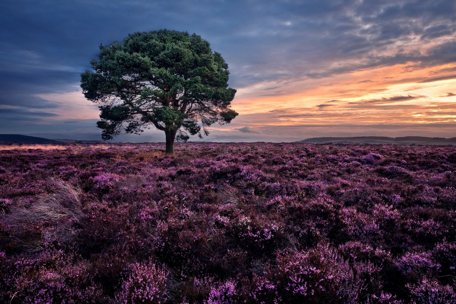 Lone Tree Wallpaper Background