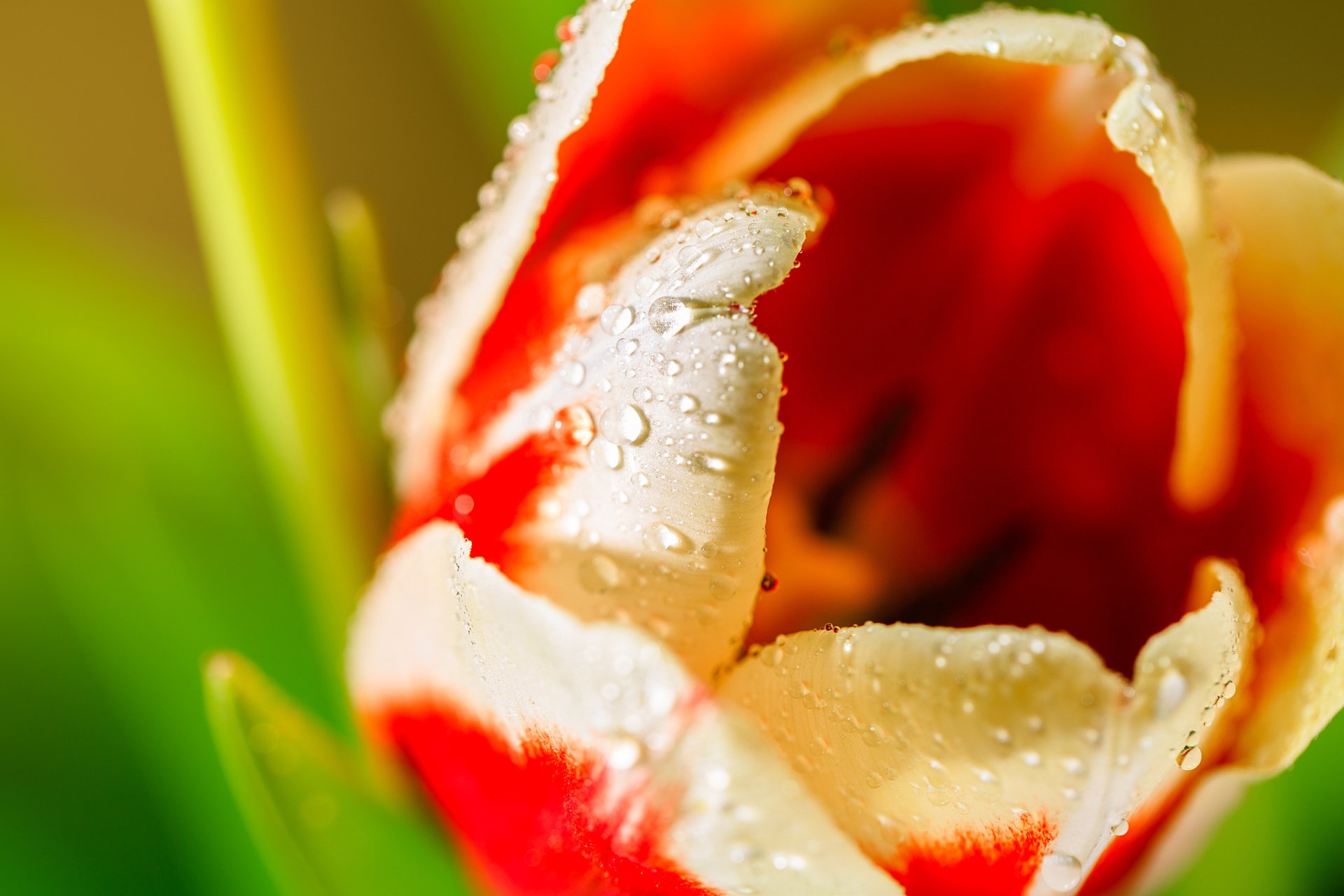 Download Macro Flower Nature Tulip HD Wallpaper by Cosmin Anghel