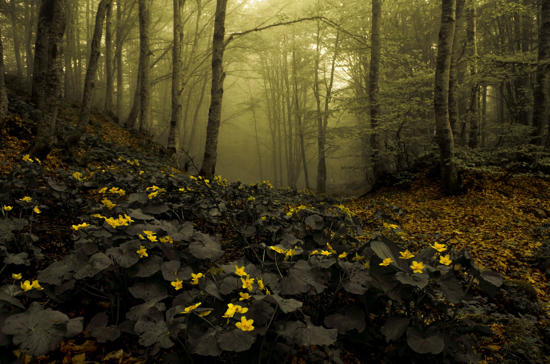Download Tree Yellow Flower Flower Fog Nature Forest HD Wallpaper