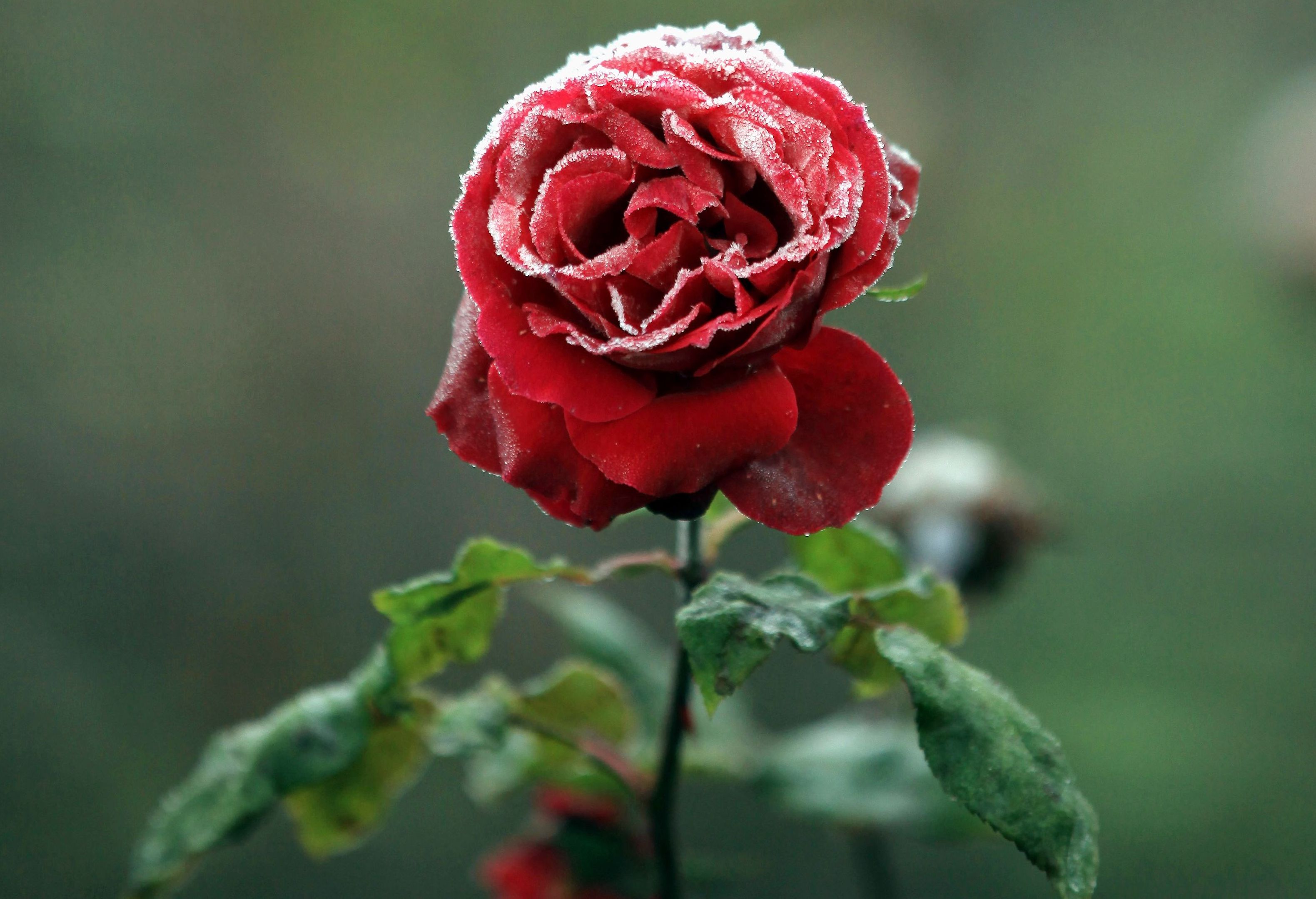 frosted rose