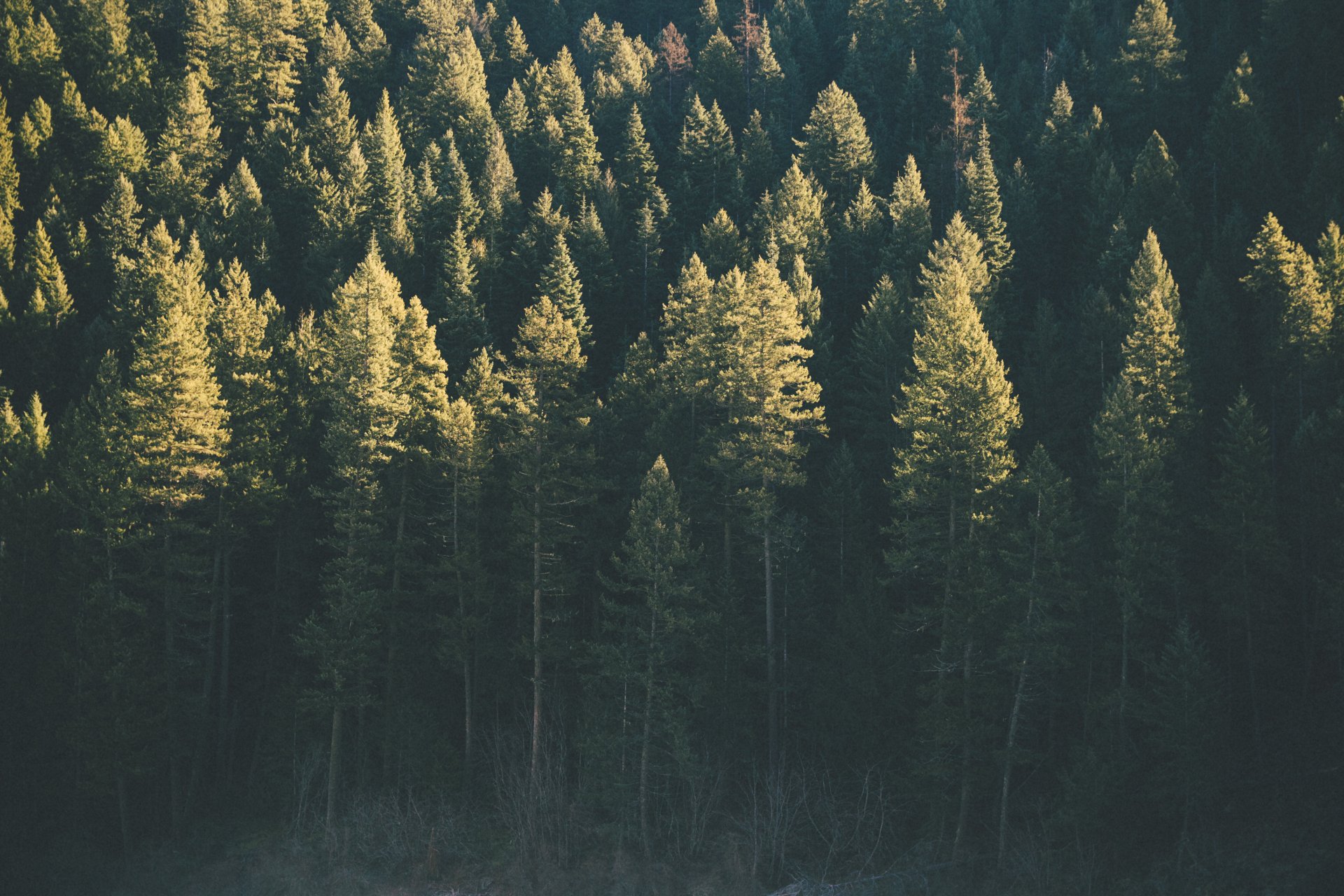 Download Tree Sunny Nature Forest 4k Ultra HD Wallpaper | 4000x2667 ...