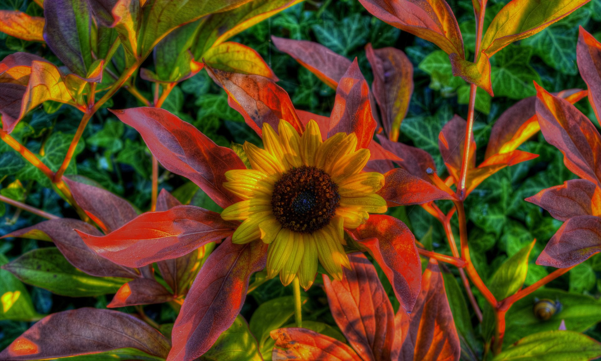 Download Yellow Flower Nature Orange (Color) Fall Leaf Flower Sunflower ...