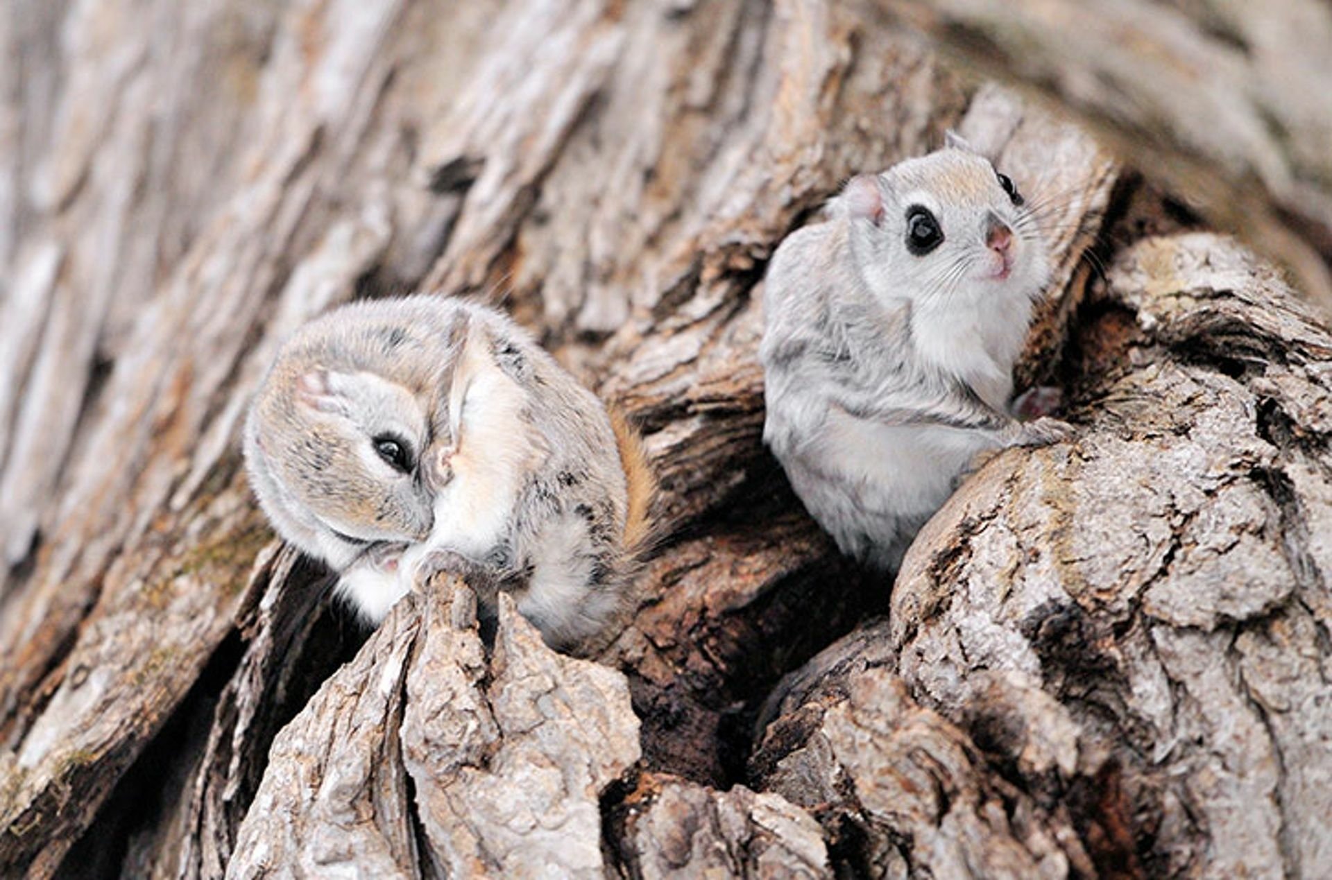 Japanese Dwarf Flying Squirrel Pet