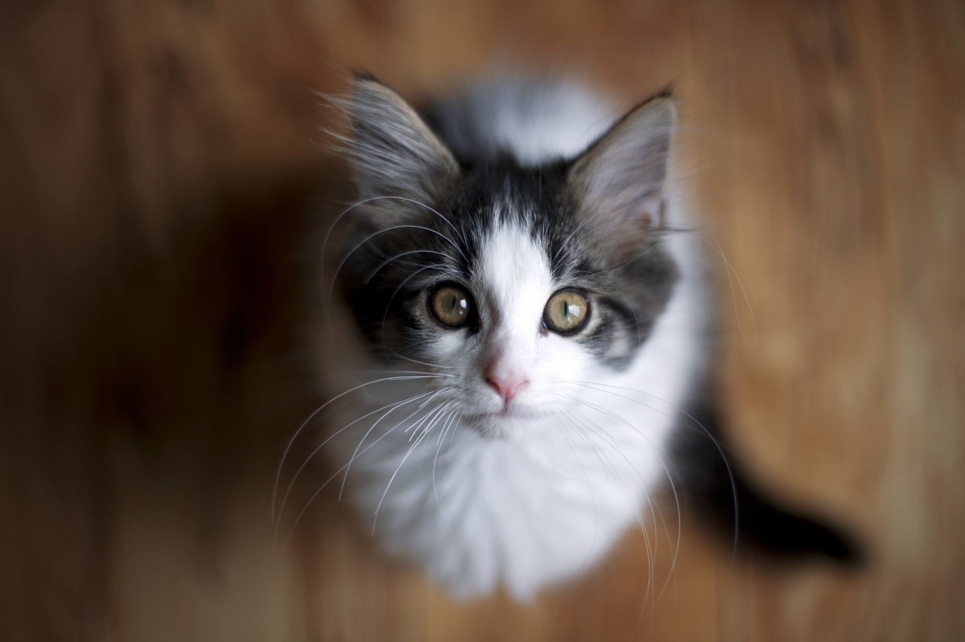 Download Bokeh Animal Cat HD Wallpaper | 2048x1363 | Wallpaper Abyss