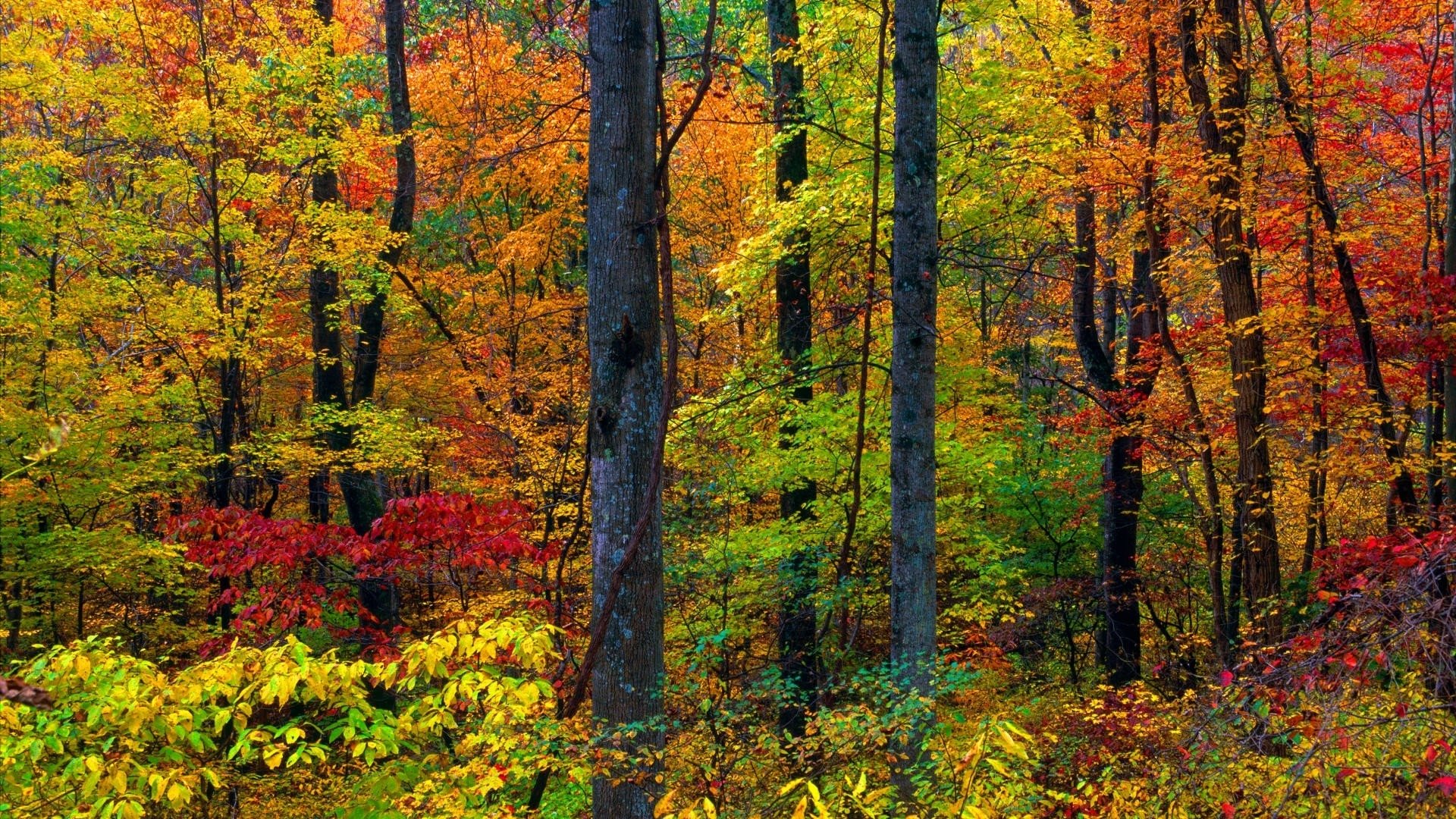 Download Nature Colors Leaf Tree Fall Forest HD Wallpaper