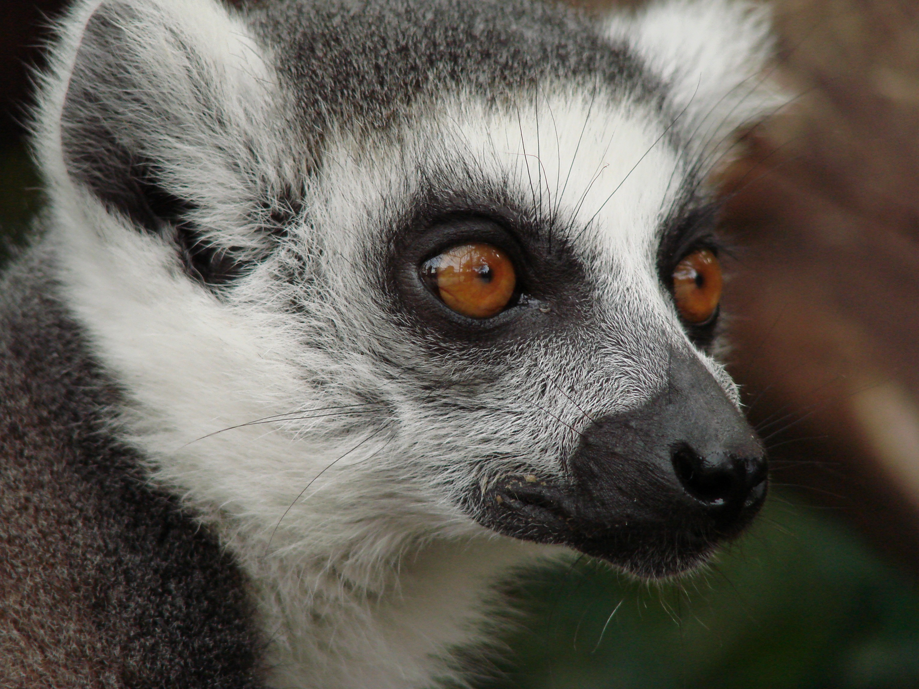 Download Close-up Animal Lemur HD Wallpaper