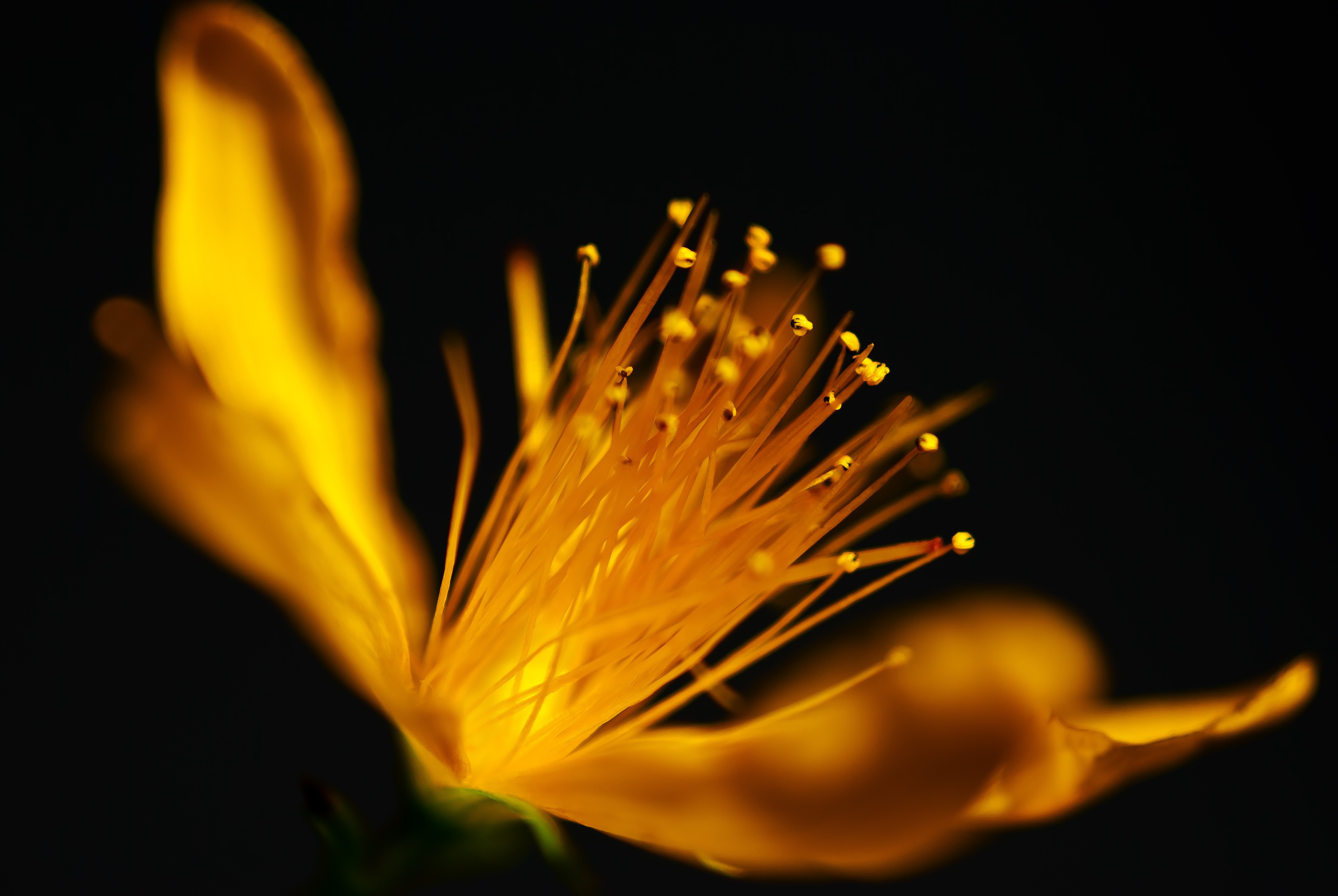 Flower 4k Ultra HD Wallpaper