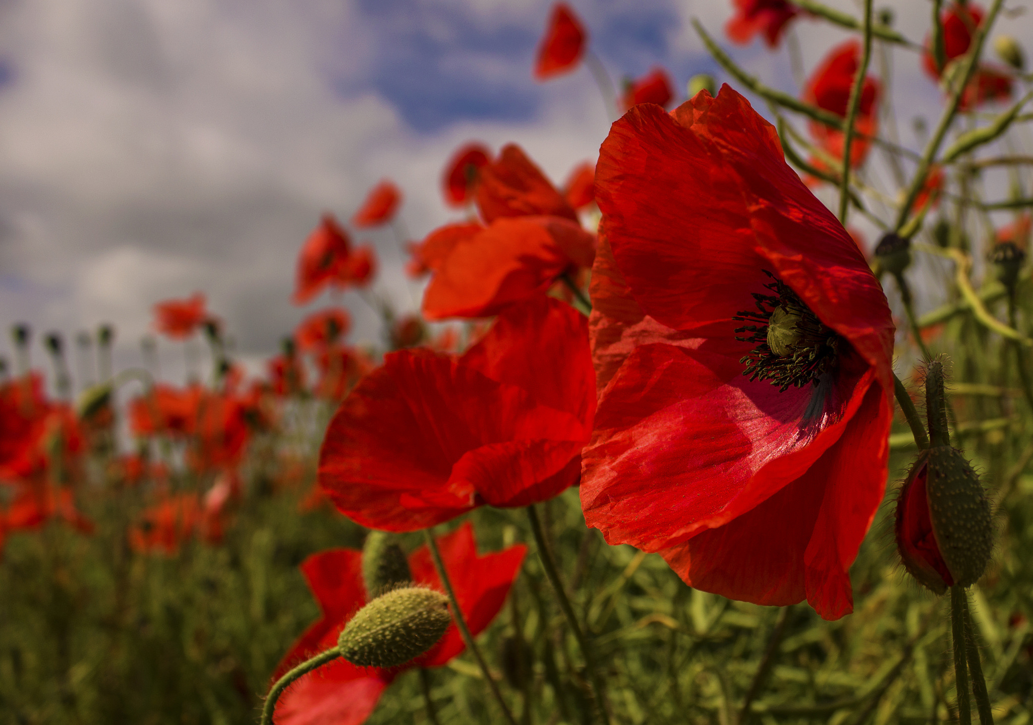 Summer Symphony: Vibrant Red Poppies in a Blurred Field of Nature