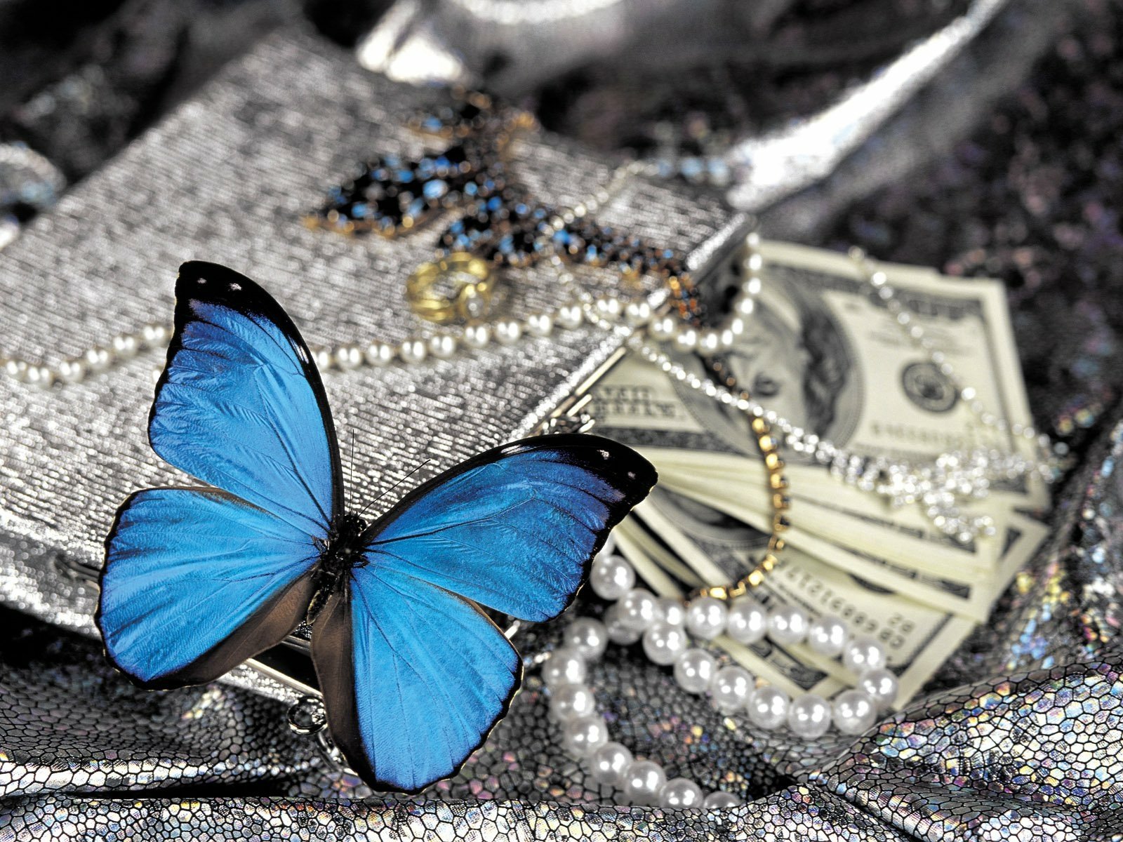 Download Jewelry Pearl Money Close-up Blue Animal Butterfly Wallpaper