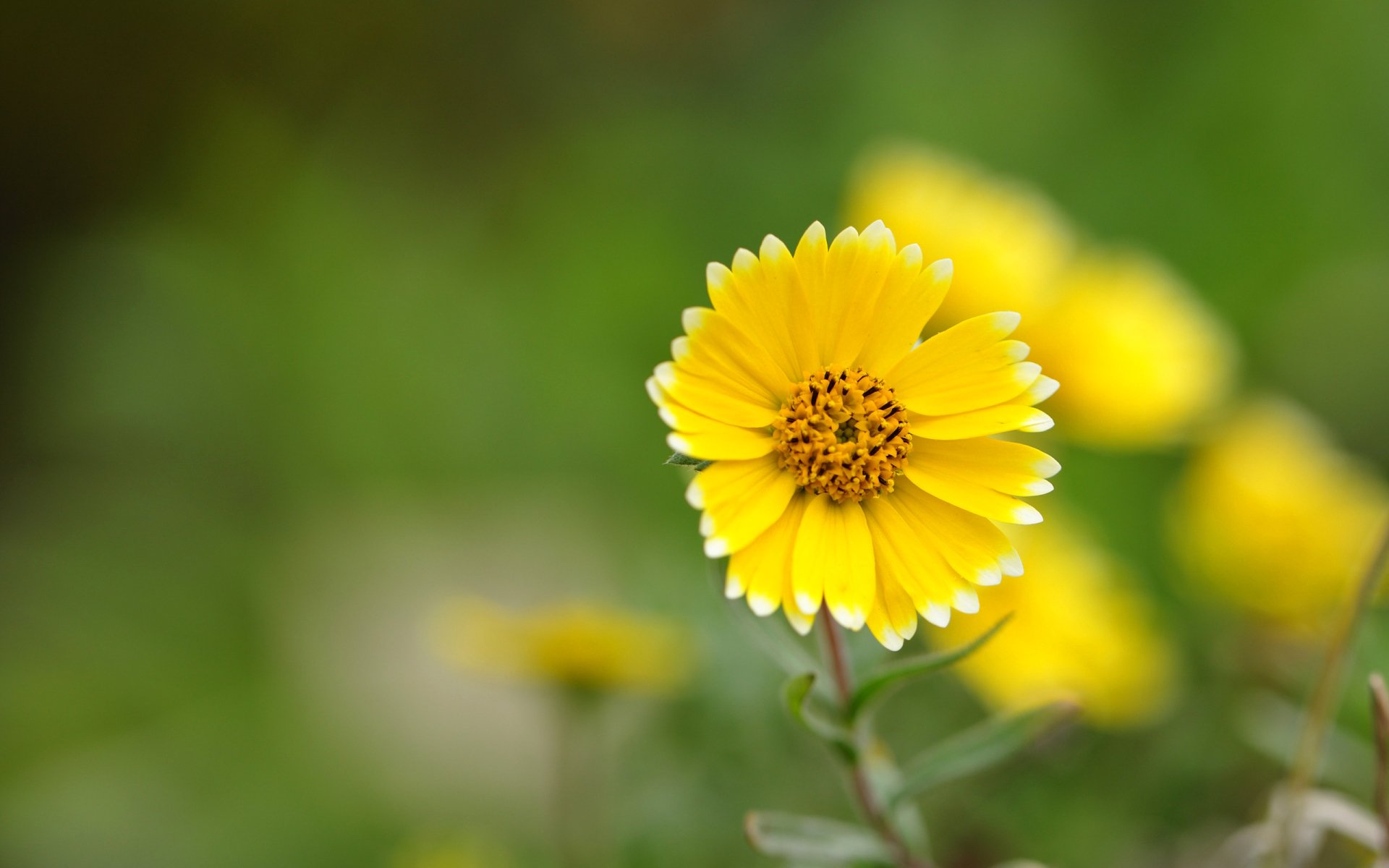 Download Close-up Blur Macro Yellow Flower Nature Flower HD Wallpaper