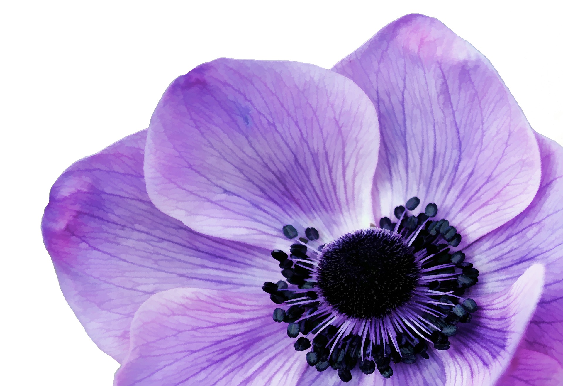 Download Purple Flower Close-up Nature Flower HD Wallpaper