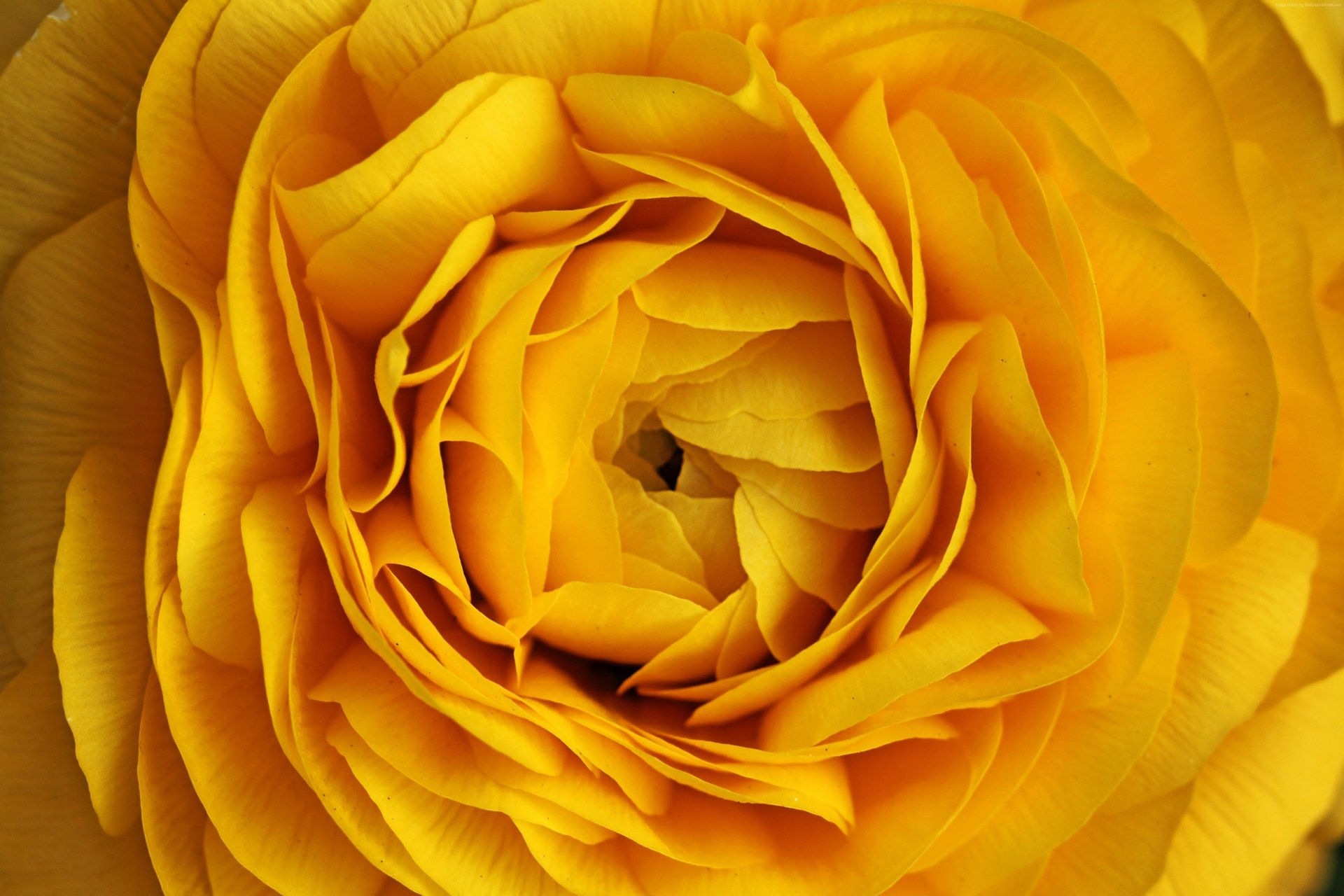 4K Ultra HD Close-Up of a Radiant Yellow Rose in Nature