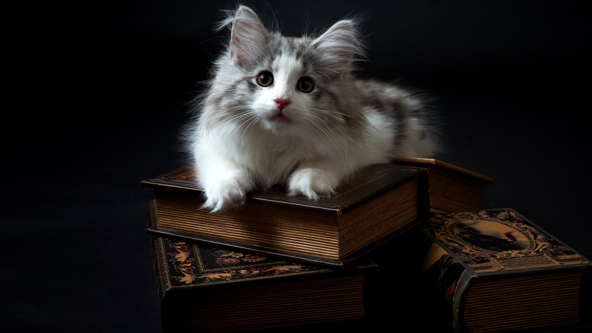 Curious Kitten Resting on Vintage Books – 4K Ultra HD Animal Wallpaper ...
