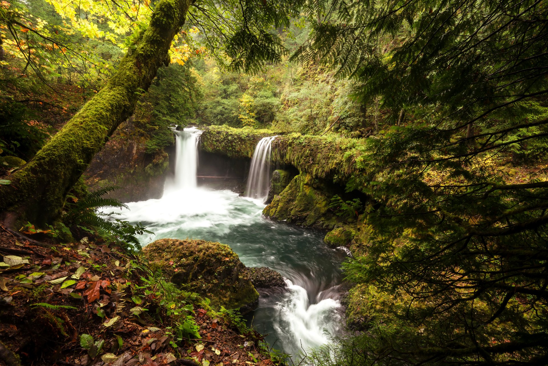 Download Stream Tree Green Forest Nature Waterfall 4k Ultra HD ...
