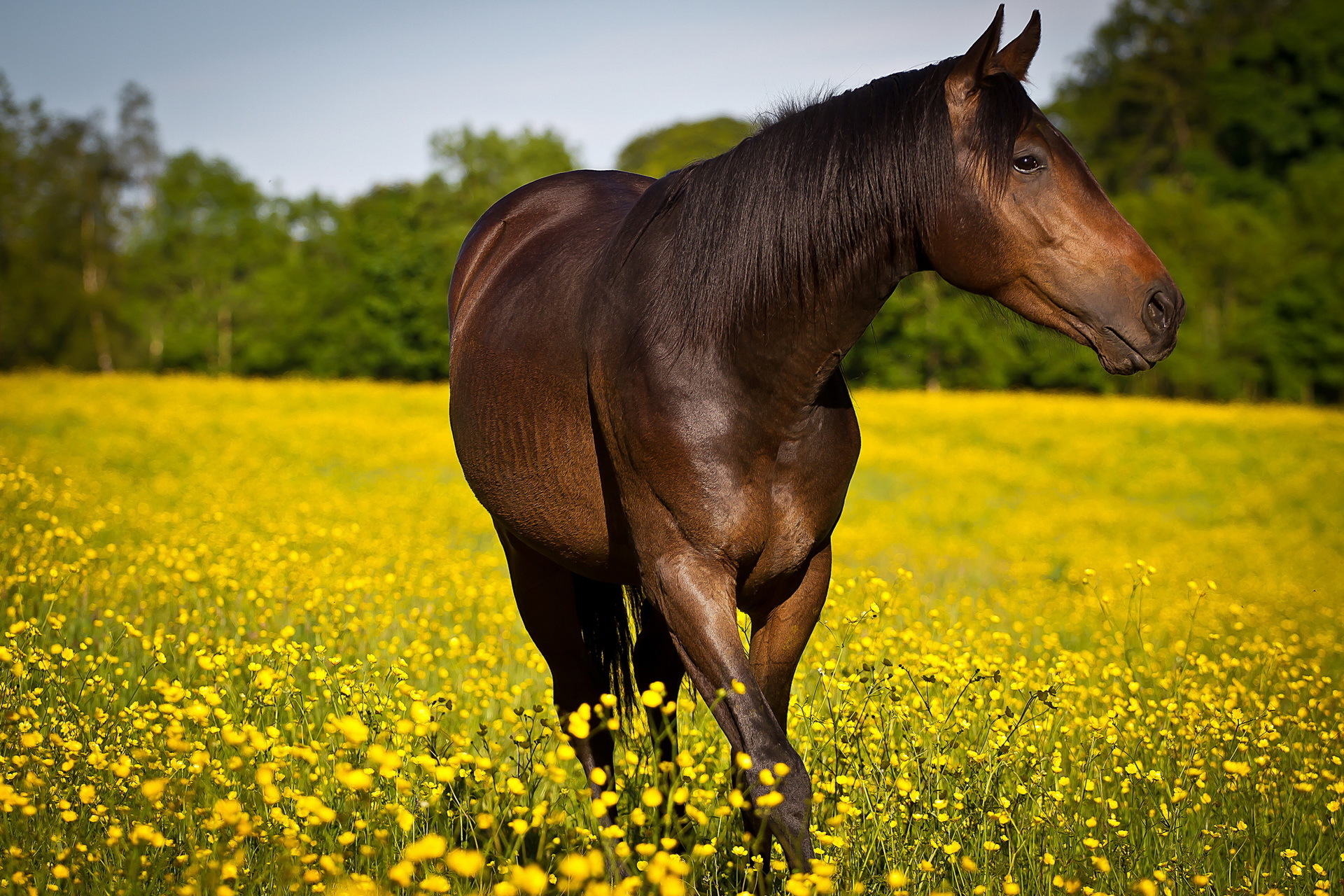 Download Close-up Flower Field Animal Horse HD Wallpaper