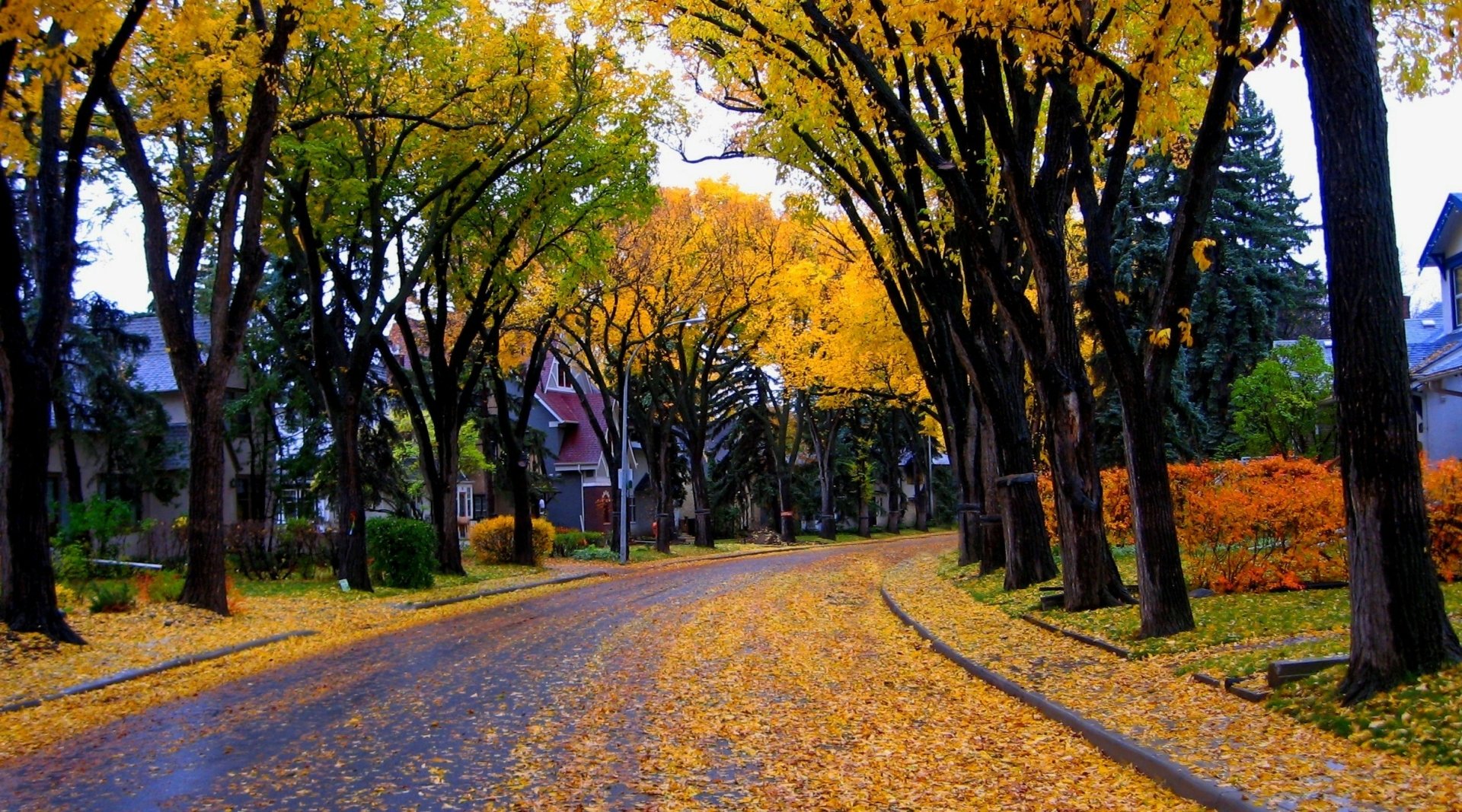 Autumn Avenue: Vibrant Fall Trees Lining a Quiet Street with Cozy Homes